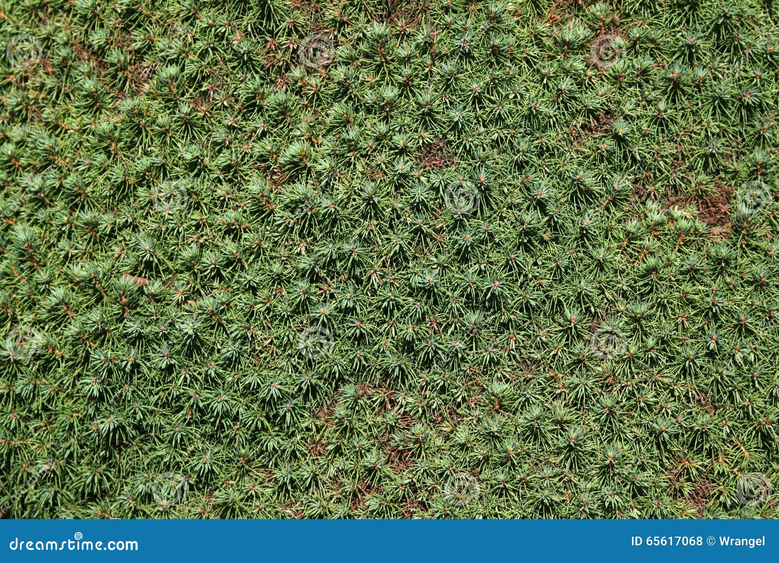 Texture De Sapin Blanc De Lilliput (glauca De Picéa) Photo stock ...