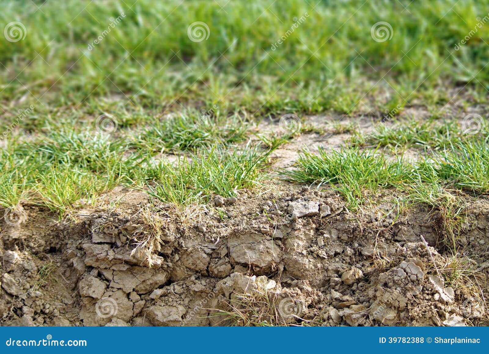 Texture De Sol Au-dessous D'herbe Photo stock - Image du herbe ...