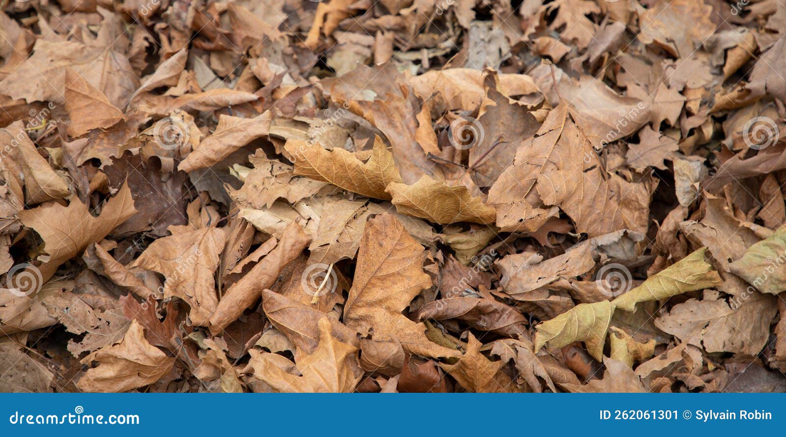 Texture of Dead Autumn Leaves Fall on the Ground Stock Image - Image of ...