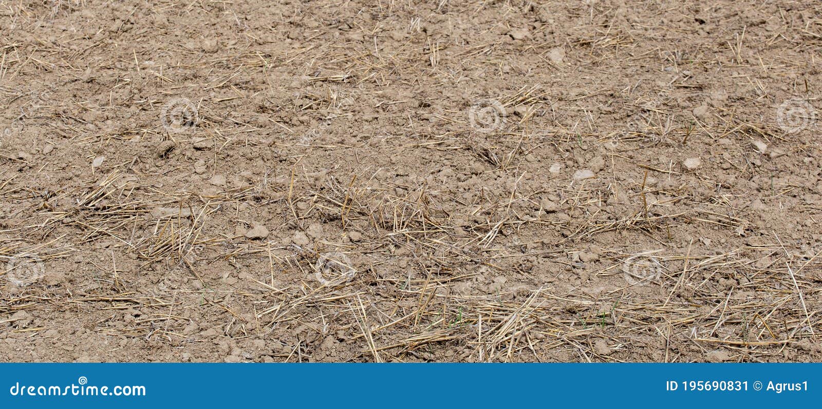 Texture of Dead Grass Field Stock Image - Image of backgrounds, wheat ...