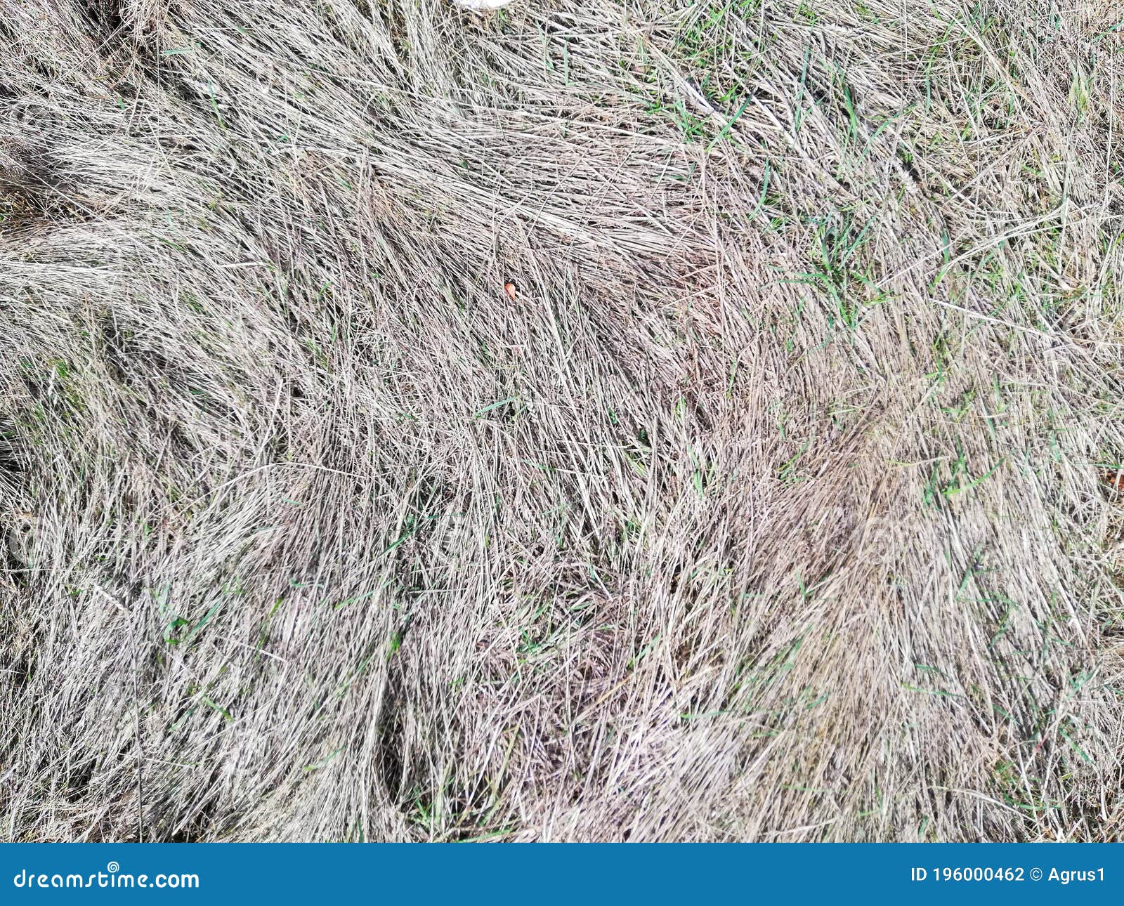 Texture of Dead Grass Field Stock Photo - Image of field, plant: 196000462