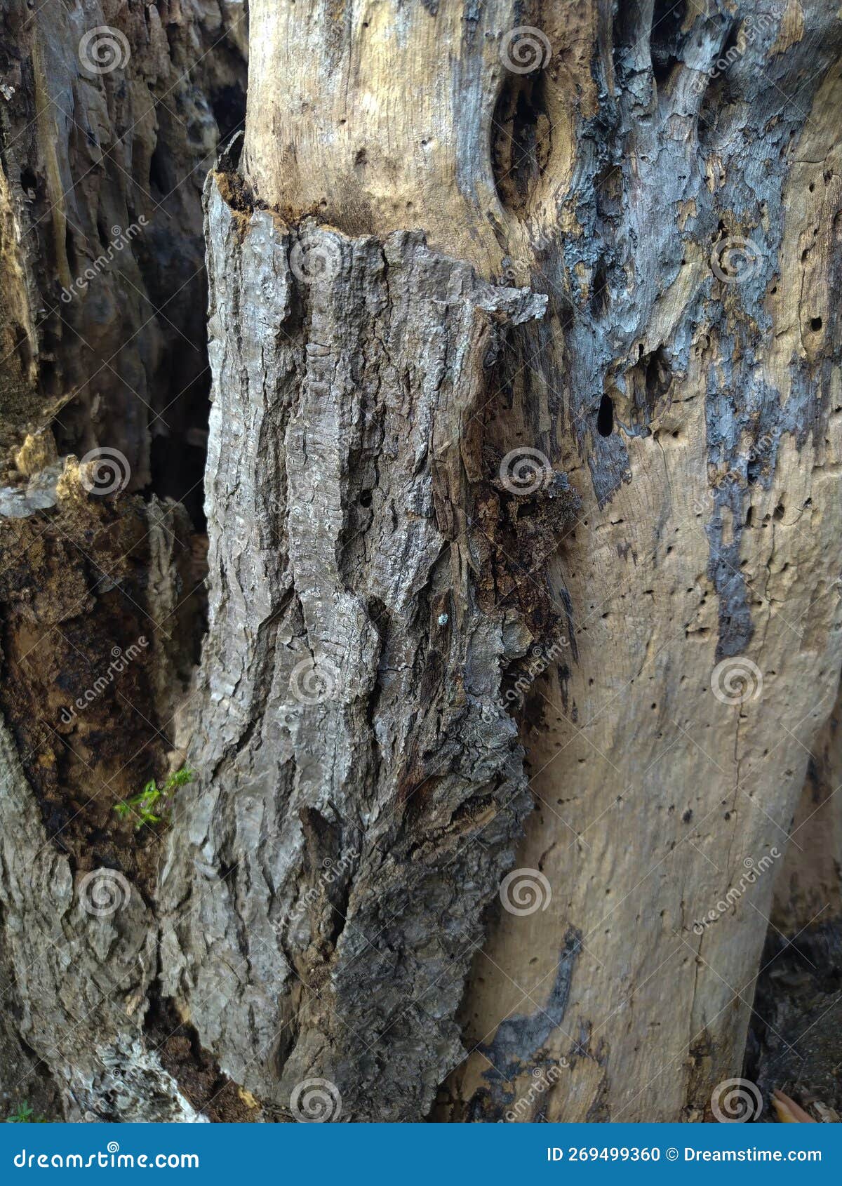 Texture of a Dead Tree Bark Stock Photo - Image of wall, autumn: 269499360