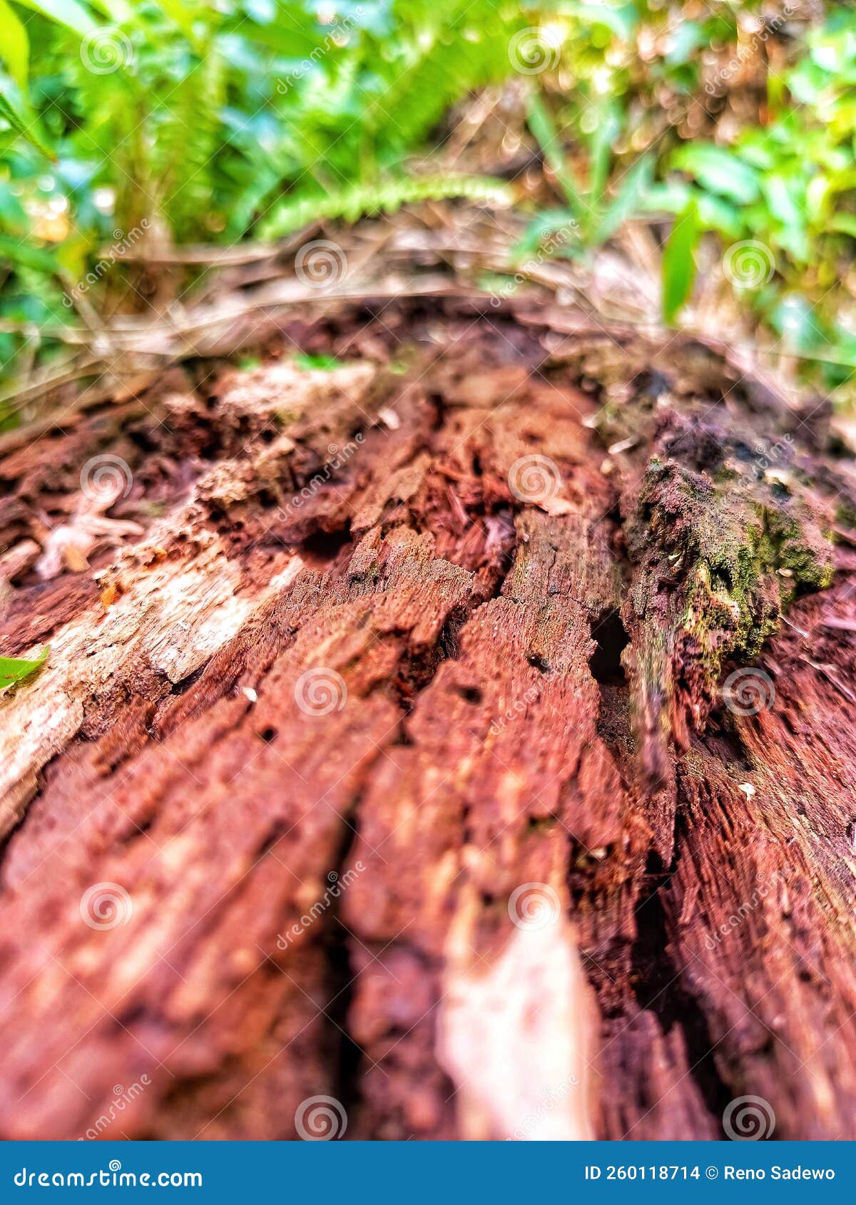 Texture of Dead Tree in Indonesian Stock Photo - Image of woodland ...