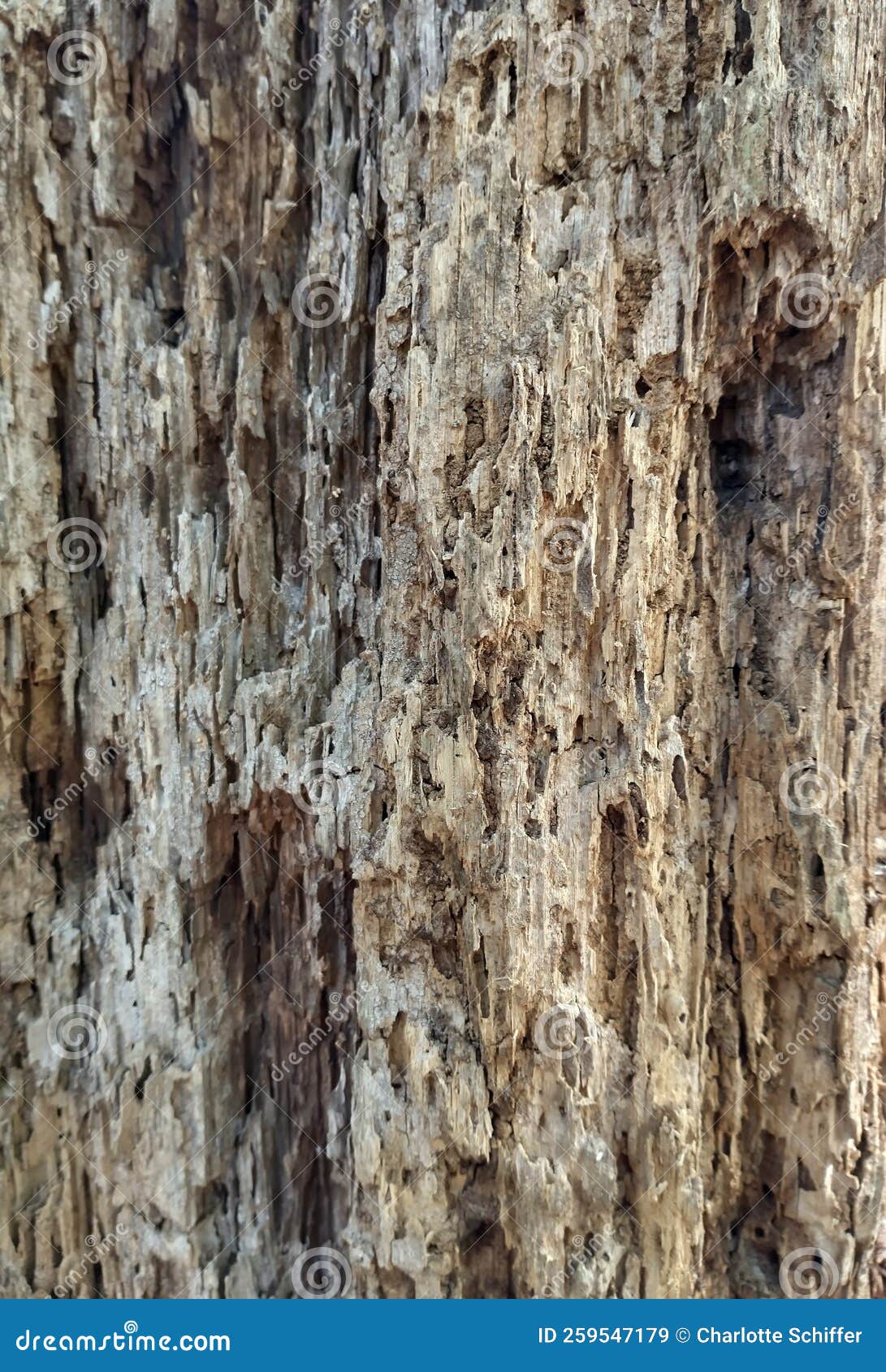 Texture of Dead Tree Trunk Eaten by Insects Stock Image - Image of grey ...