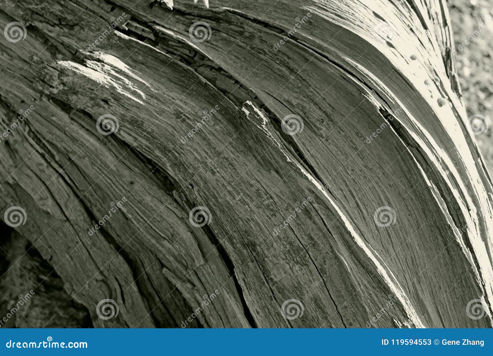 Dry Oak Wood Stem Texture Stock Image | CartoonDealer.com #104894281