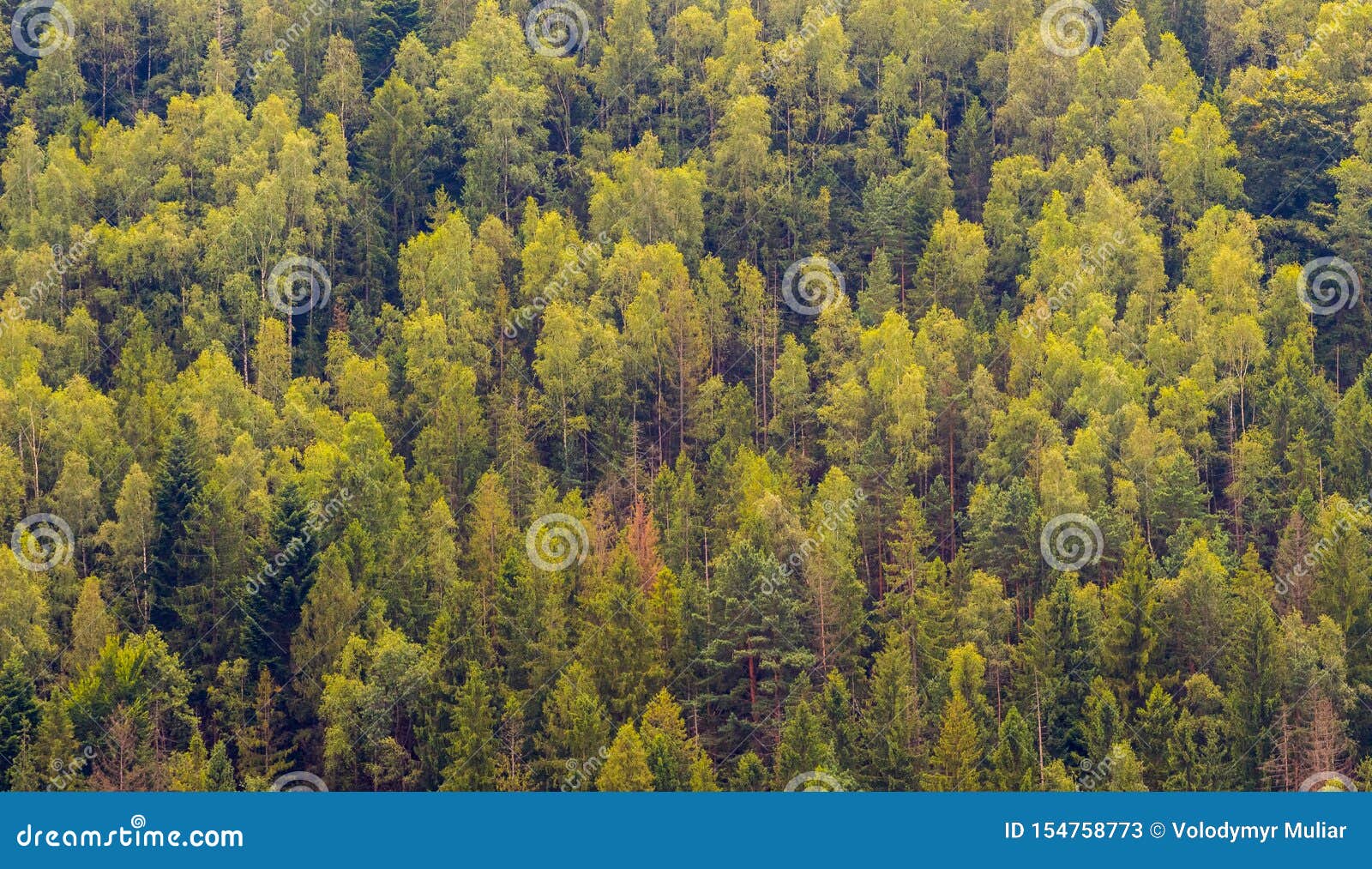 Texture of Deciduous and Coniferous Trees in Early Autumn. Trees in ...
