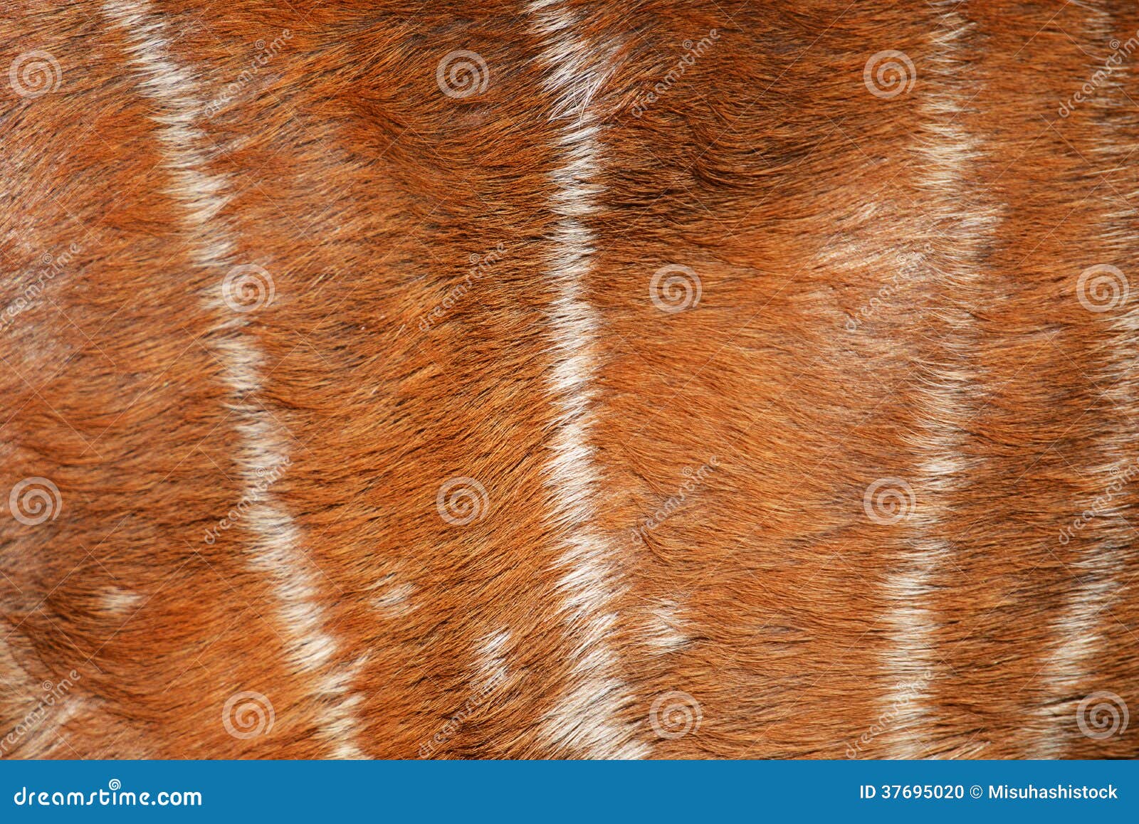 Texture of deer fur stock photo. Image of pure, hair - 37695020