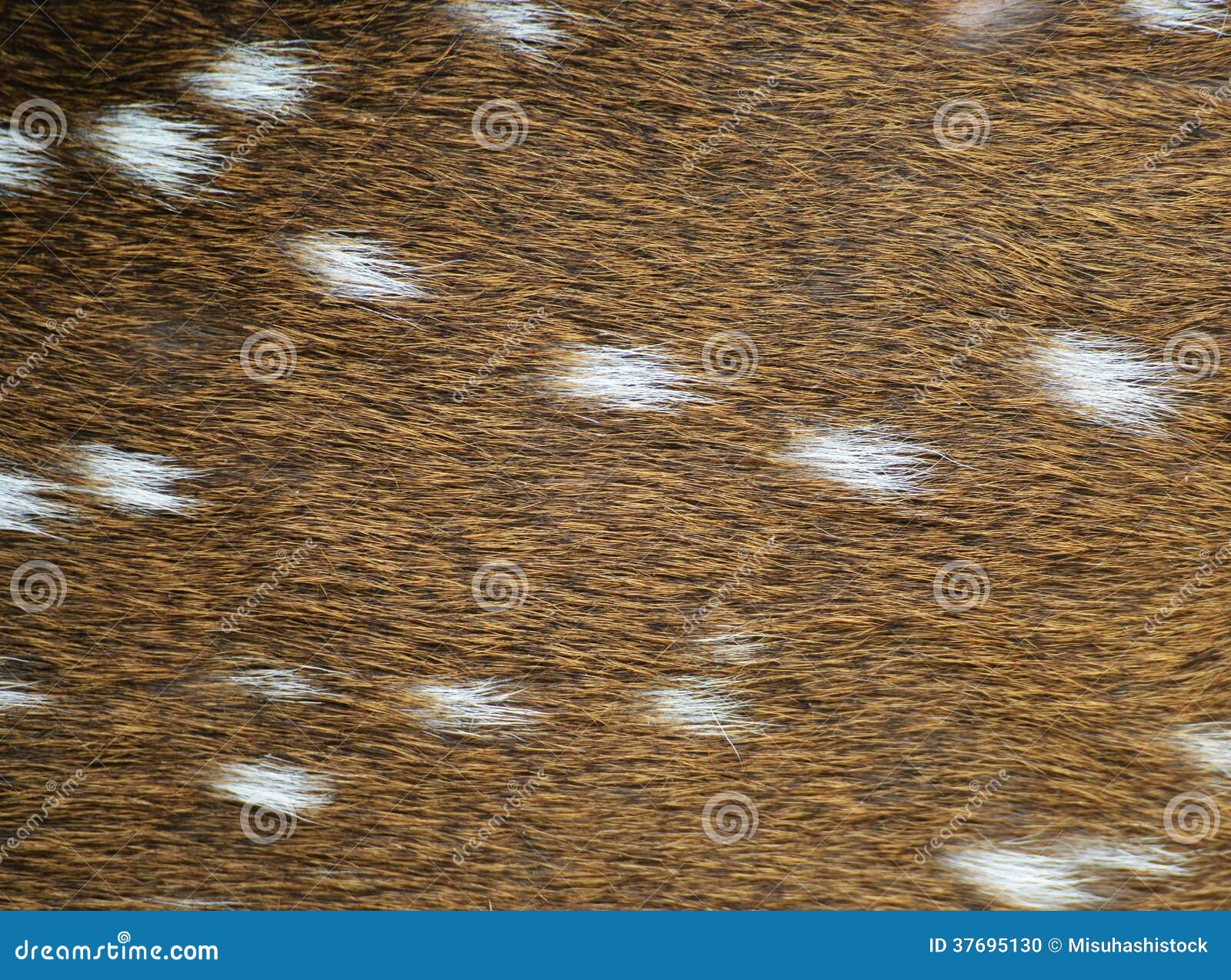 Texture of deer fur stock photo. Image of lines, mammal - 37695130