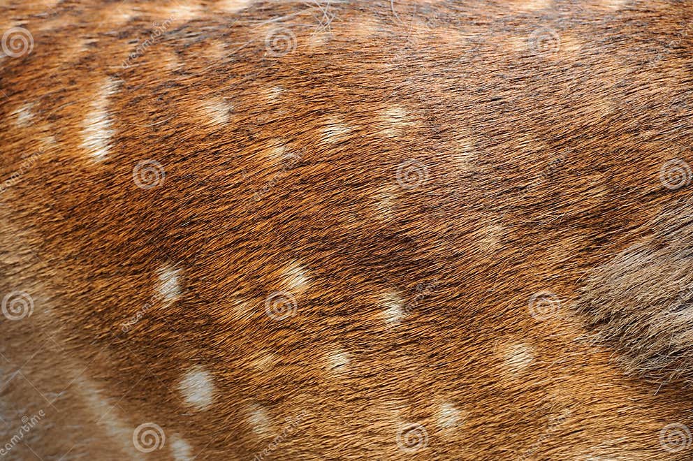 Texture deer fur stock image. Image of creature, horizontal - 57176211