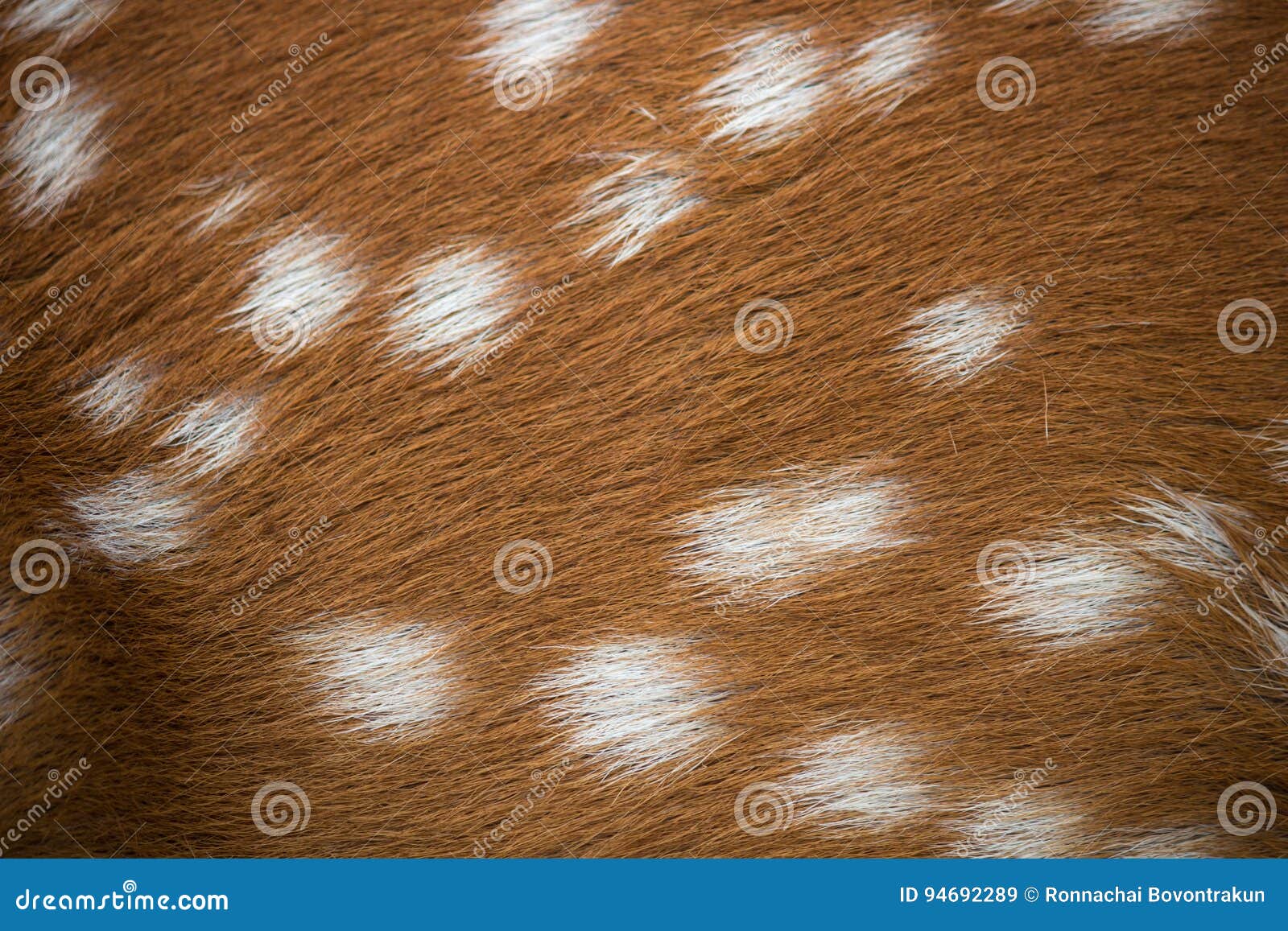 Texture of deer fur stock image. Image of life, detail - 94692289