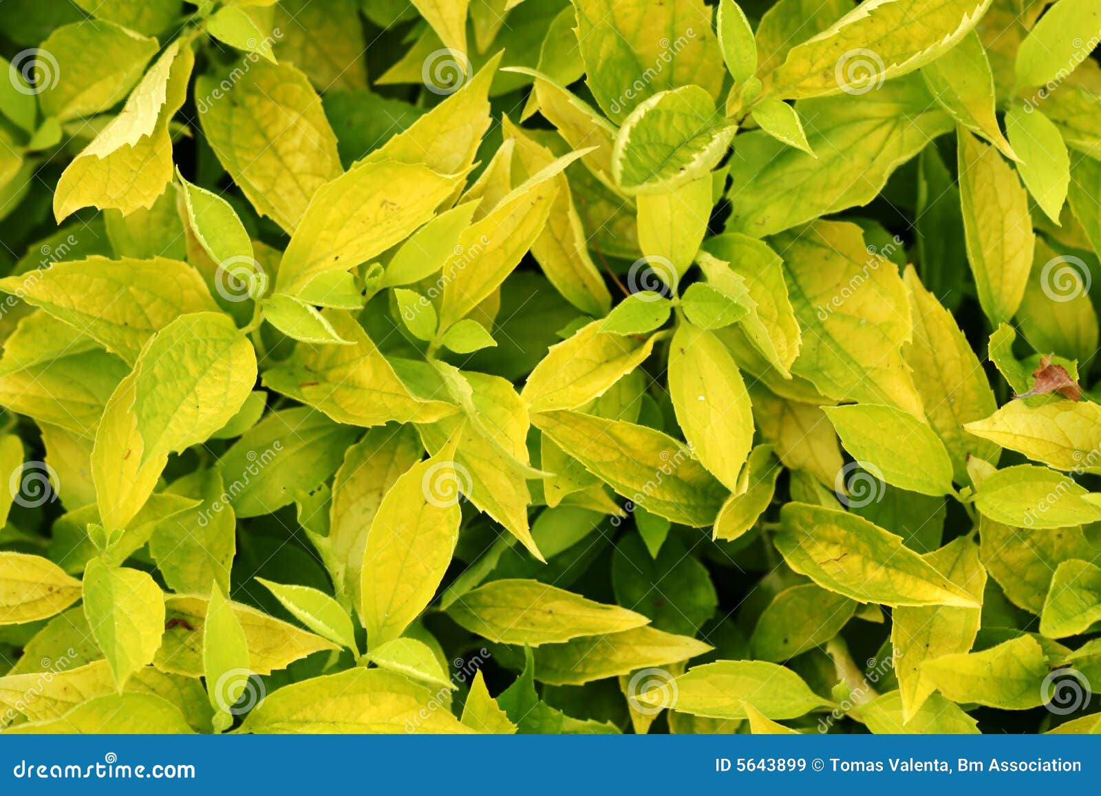 Texture Des Lames Jaunes De Buisson Image stock - Image of couleur ...