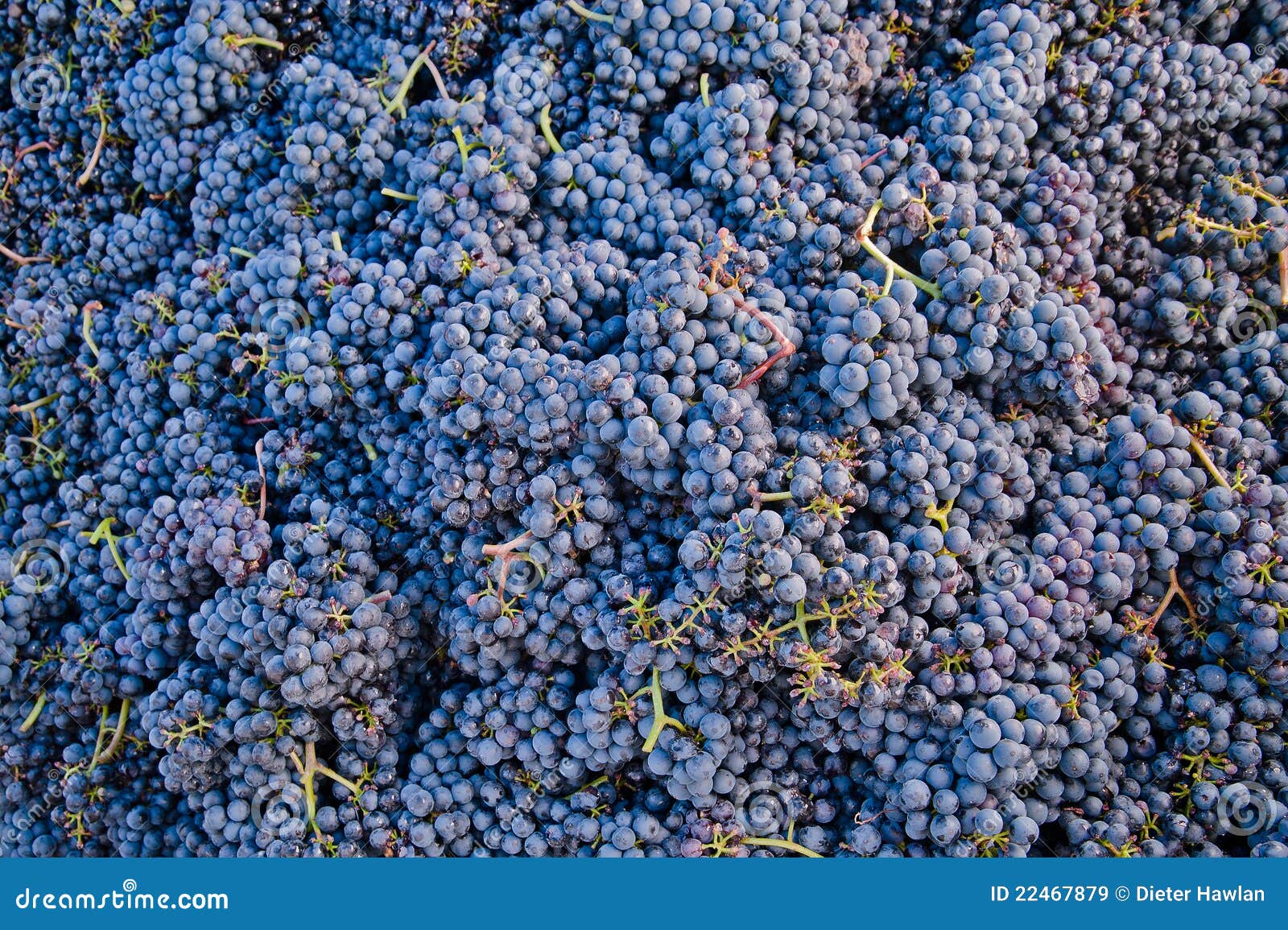 Texture des raisins bleus image stock. Image du doux - 22467879