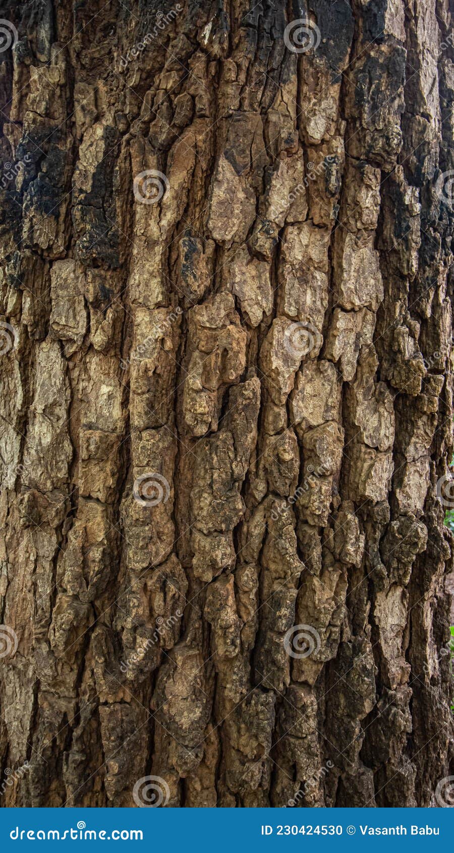 Texture Detail of a Tree Stem or Wood Stock Photo - Image of wood, stem ...