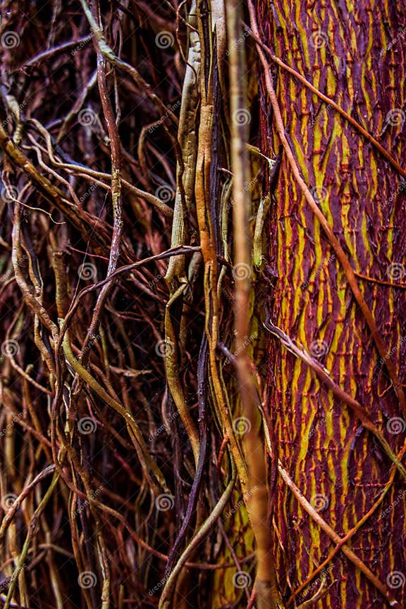 Texture Details and Asymmetrical Pattern of Intertwined Tree Roots ...