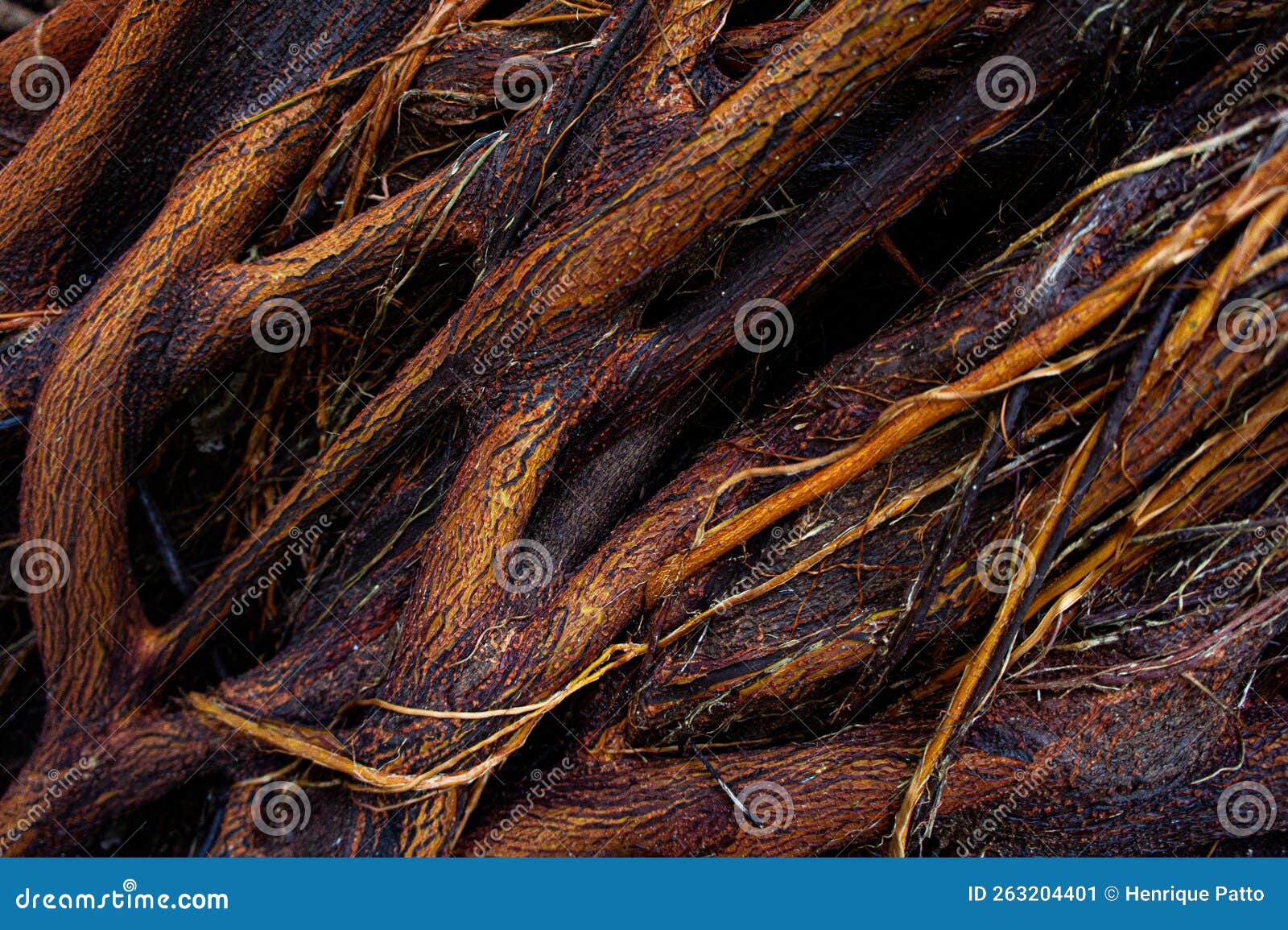 Texture Details and Asymmetrical Pattern of Intertwined Tree Roots ...