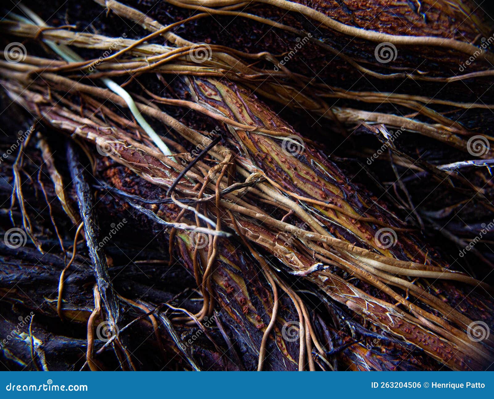 Texture Details and Asymmetrical Pattern of Intertwined Tree Roots ...