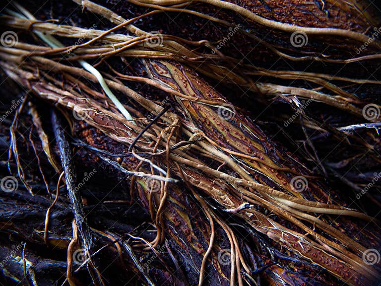 Texture Details and Asymmetrical Pattern of Intertwined Tree Roots ...