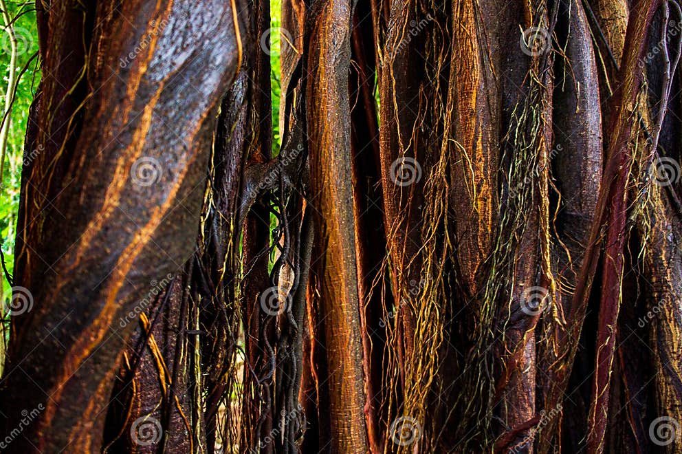 Texture Details and Asymmetrical Pattern of Intertwined Tree Roots ...