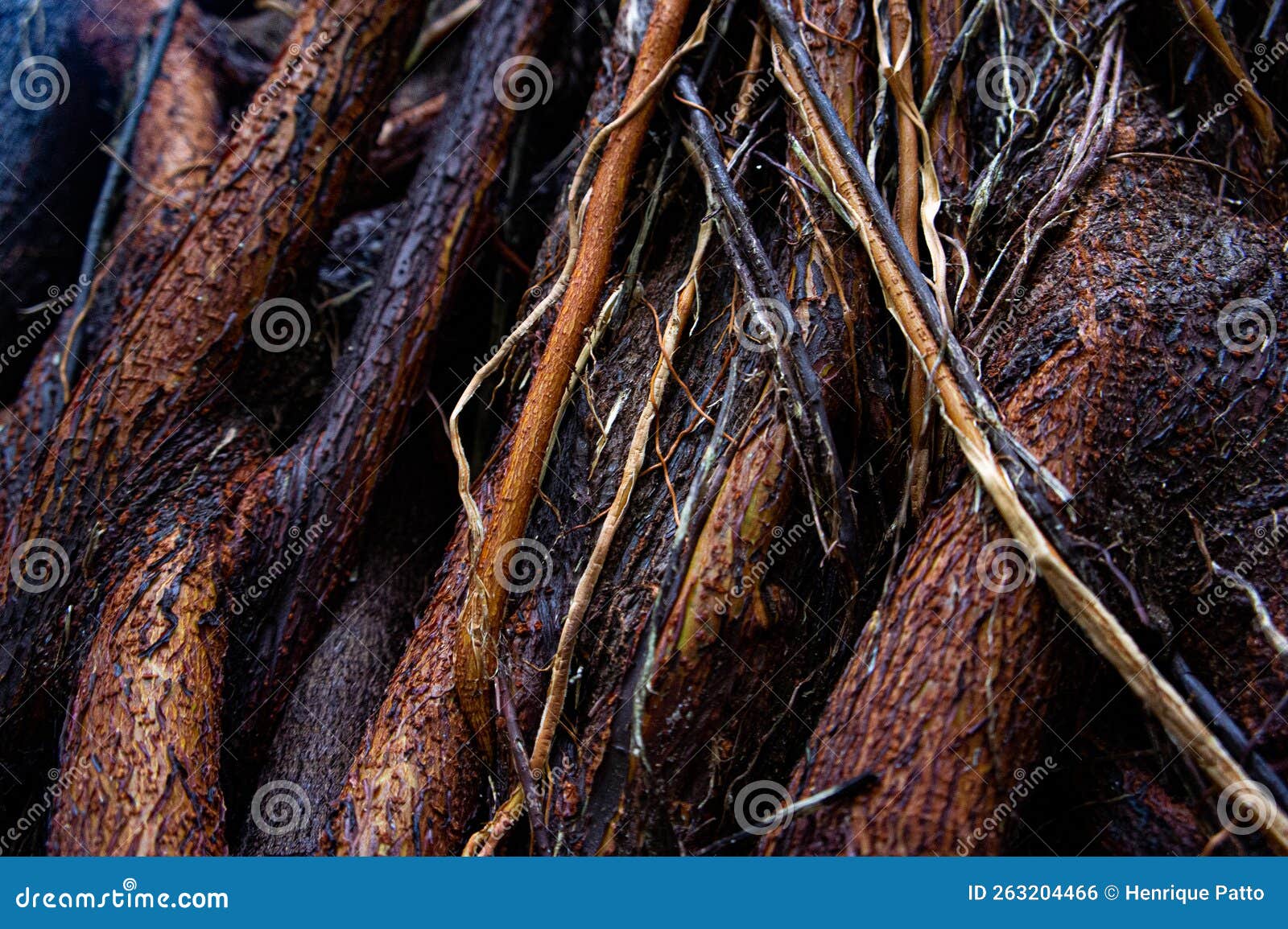 Texture Details and Asymmetrical Pattern of Intertwined Tree Roots ...