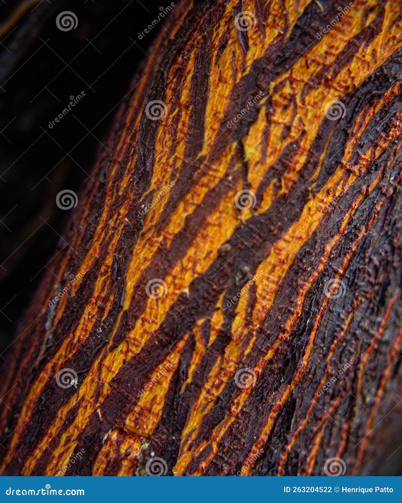 Texture Details And Asymmetrical Pattern Of A Tree Root. Stock ...