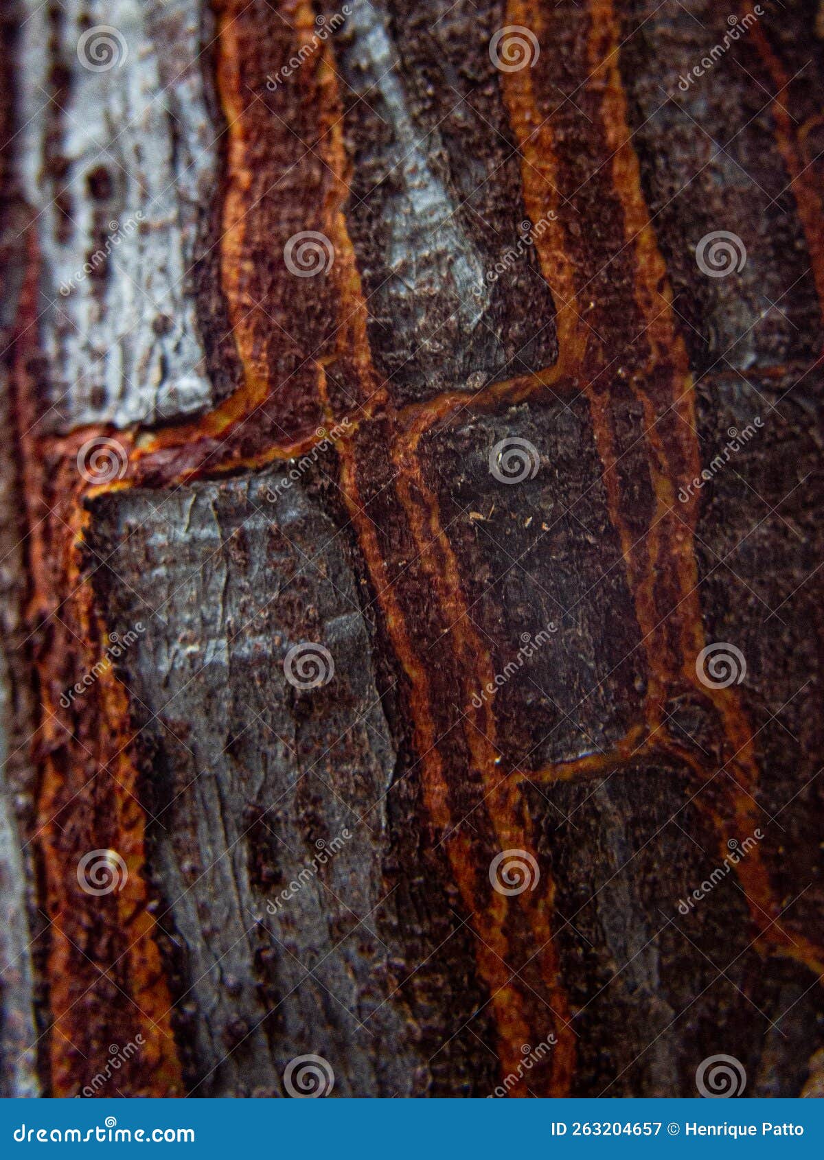 Texture Details and Asymmetrical Pattern of a Tree Root. Stock Image ...