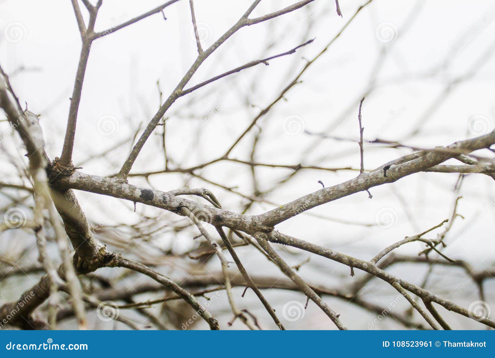 Texture Details of the Dry Branches of Trees in the Background. Stock ...