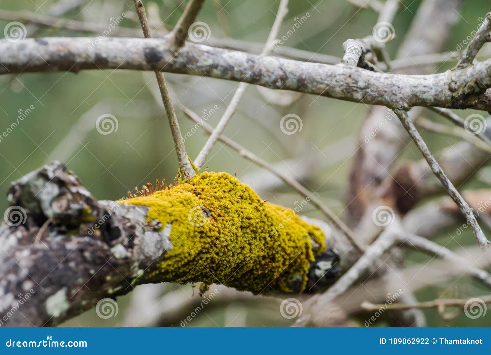 Texture Details of Dried Moss on Tree Branches in the Background. Stock ...