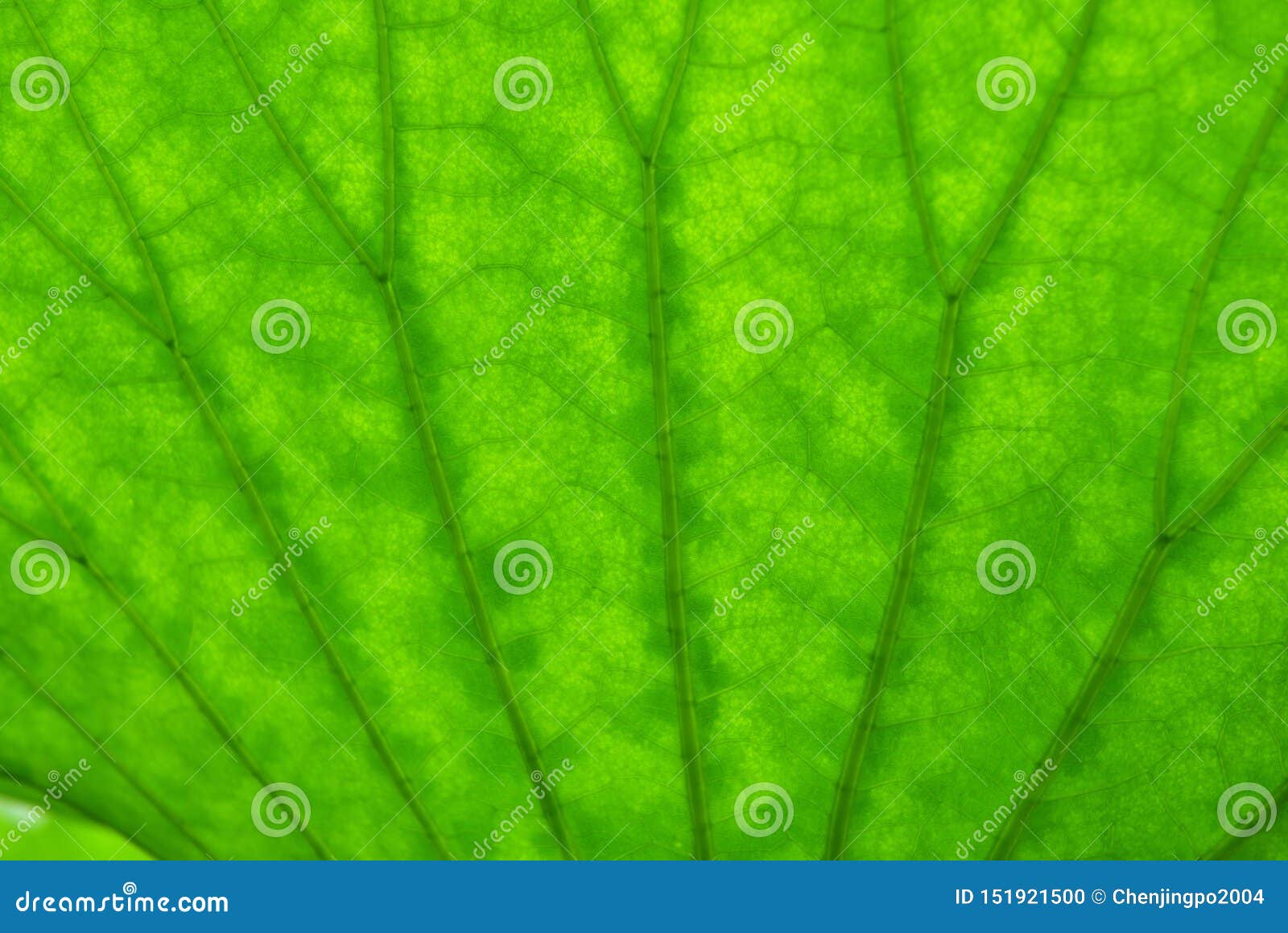 Texture Details Of Pandanus Leaves. Close Up Details Of Pandanus Leaves ...