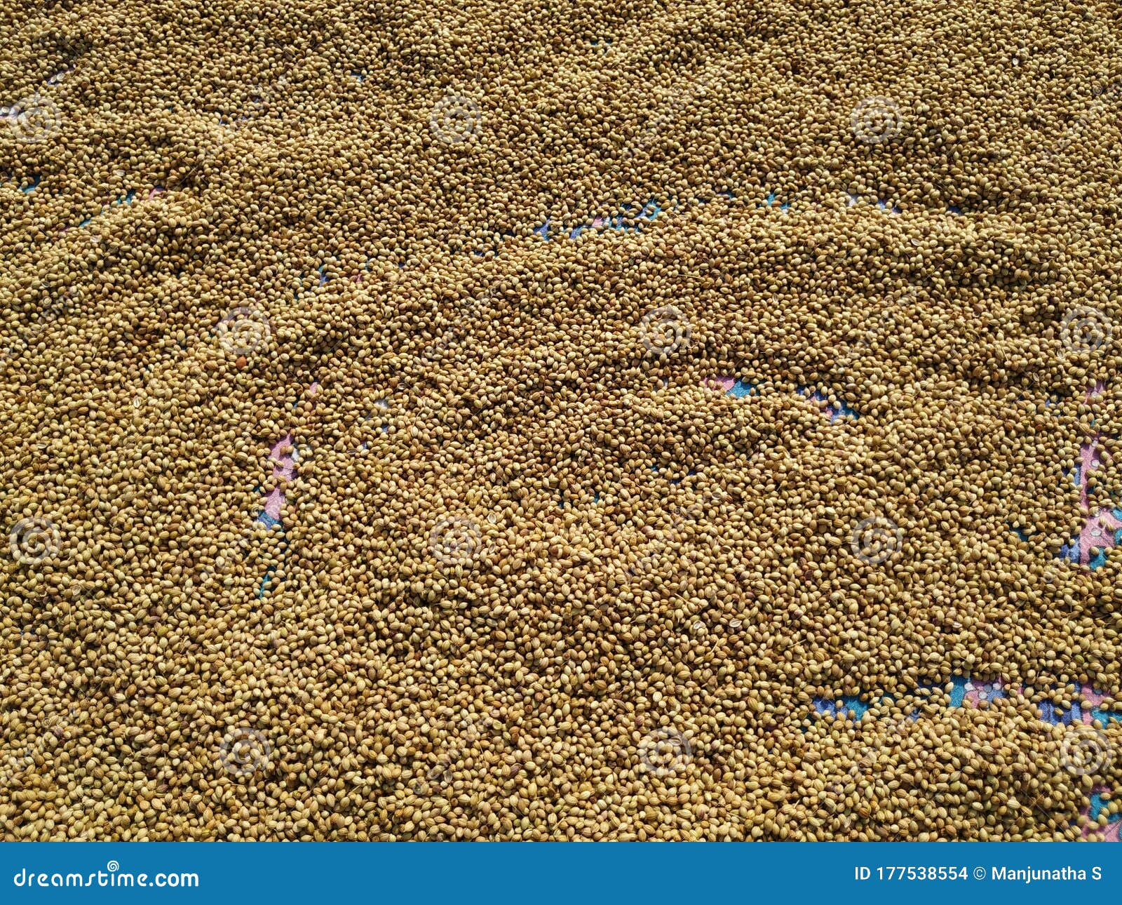Texture of Dhaniya Seeds. Heap of a Coriander or Dhania Seeds in a ...