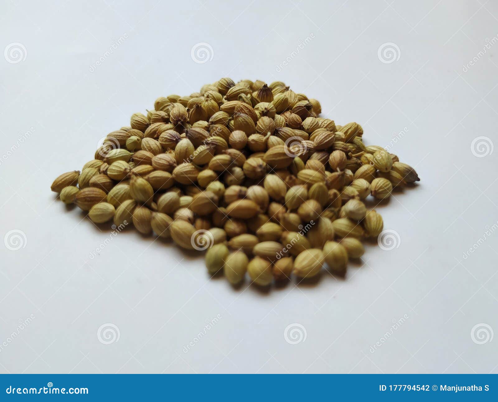 Texture Of Dhaniya Seeds. Heap Of A Coriander Or Dhania Seeds Isolated ...
