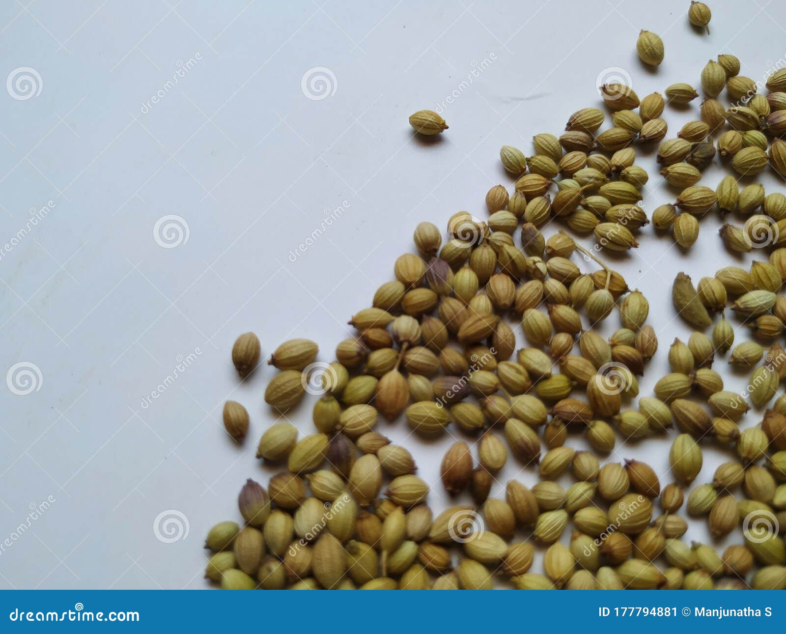 Texture of Dhaniya Seeds. Heap of a Coriander or Dhania Seeds in a ...