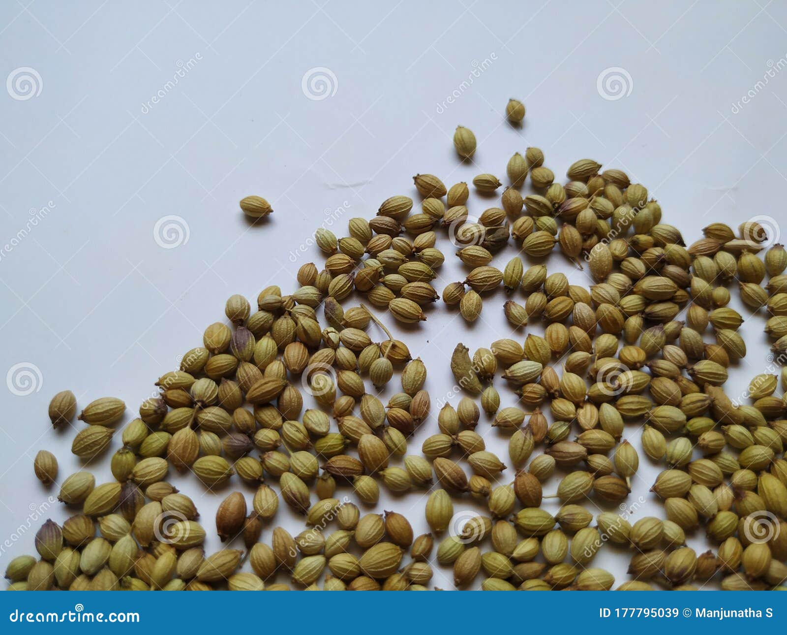 Texture of Dhaniya Seeds. Heap of a Coriander or Dhania Seeds Isolated ...