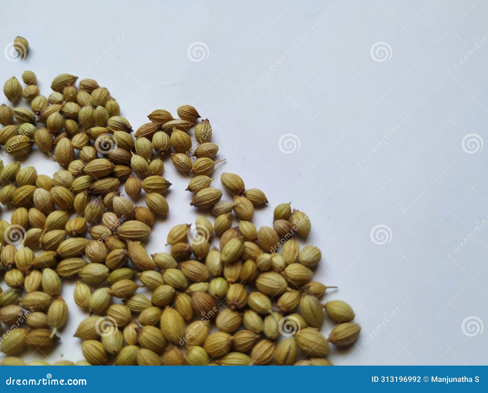 Texture of Dhaniya Seeds. Heap of a Coriander or Dhania Seeds Isolated ...