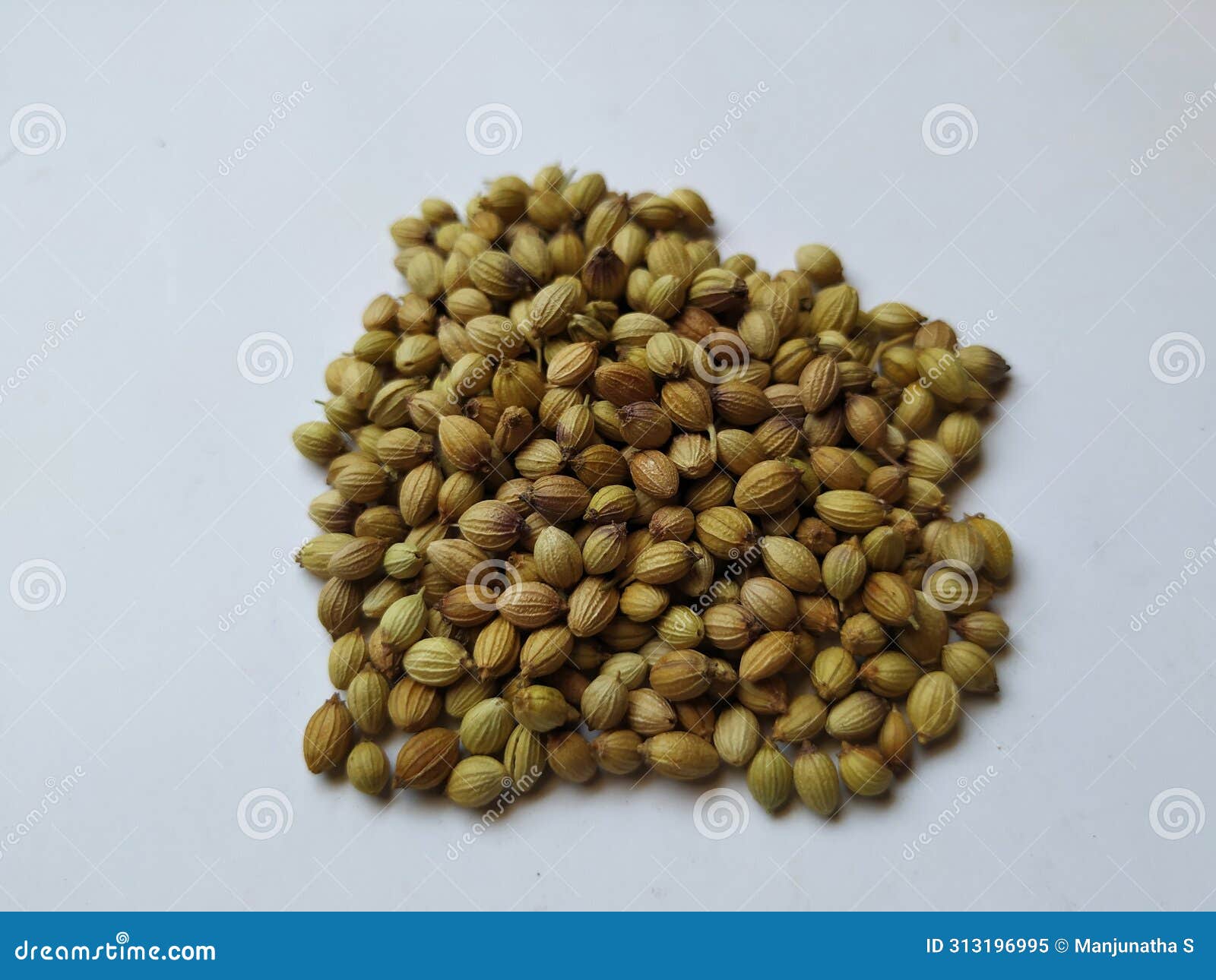Texture of Dhaniya Seeds. Heap of a Coriander or Dhania Seeds in a ...