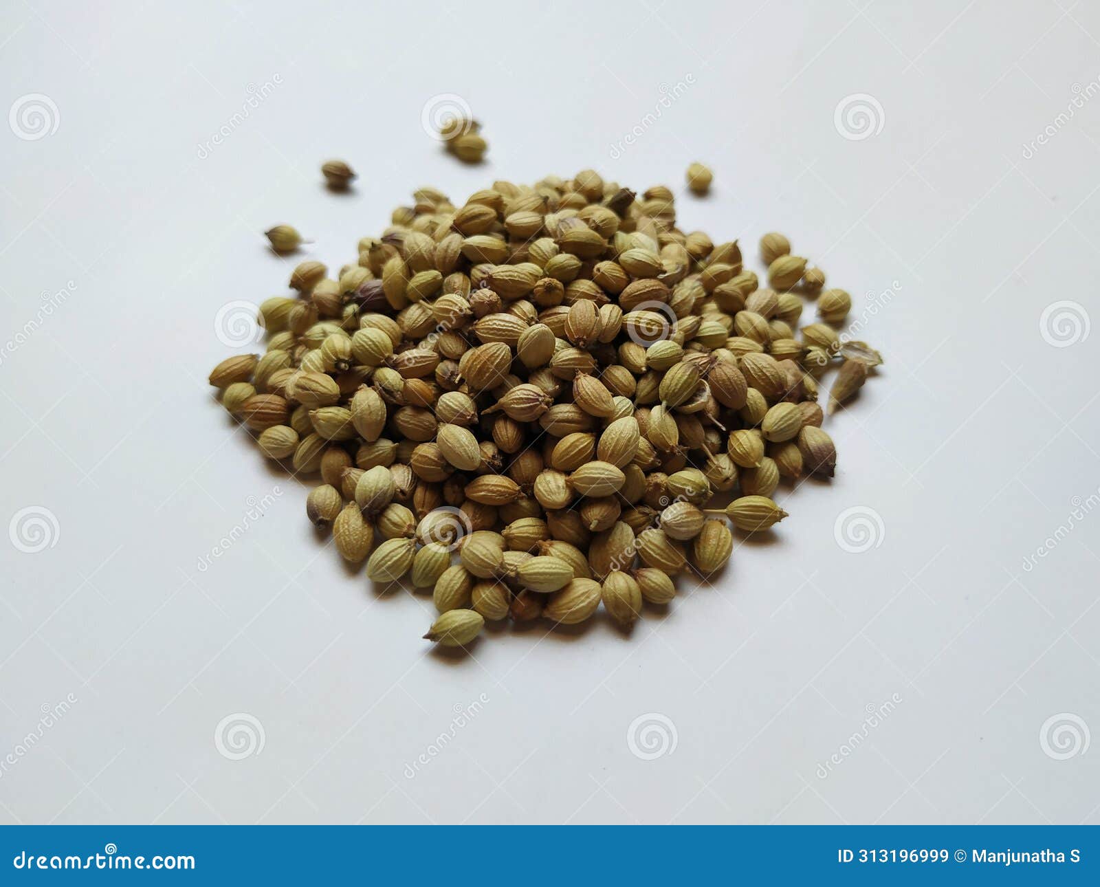 Texture of Dhaniya Seeds. Heap of a Coriander or Dhania Seeds in a ...