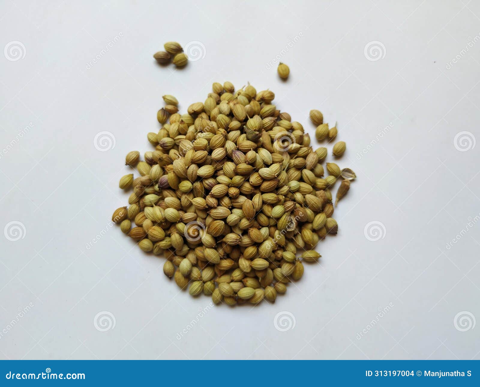 Texture of Dhaniya Seeds. Heap of a Coriander or Dhania Seeds in a ...