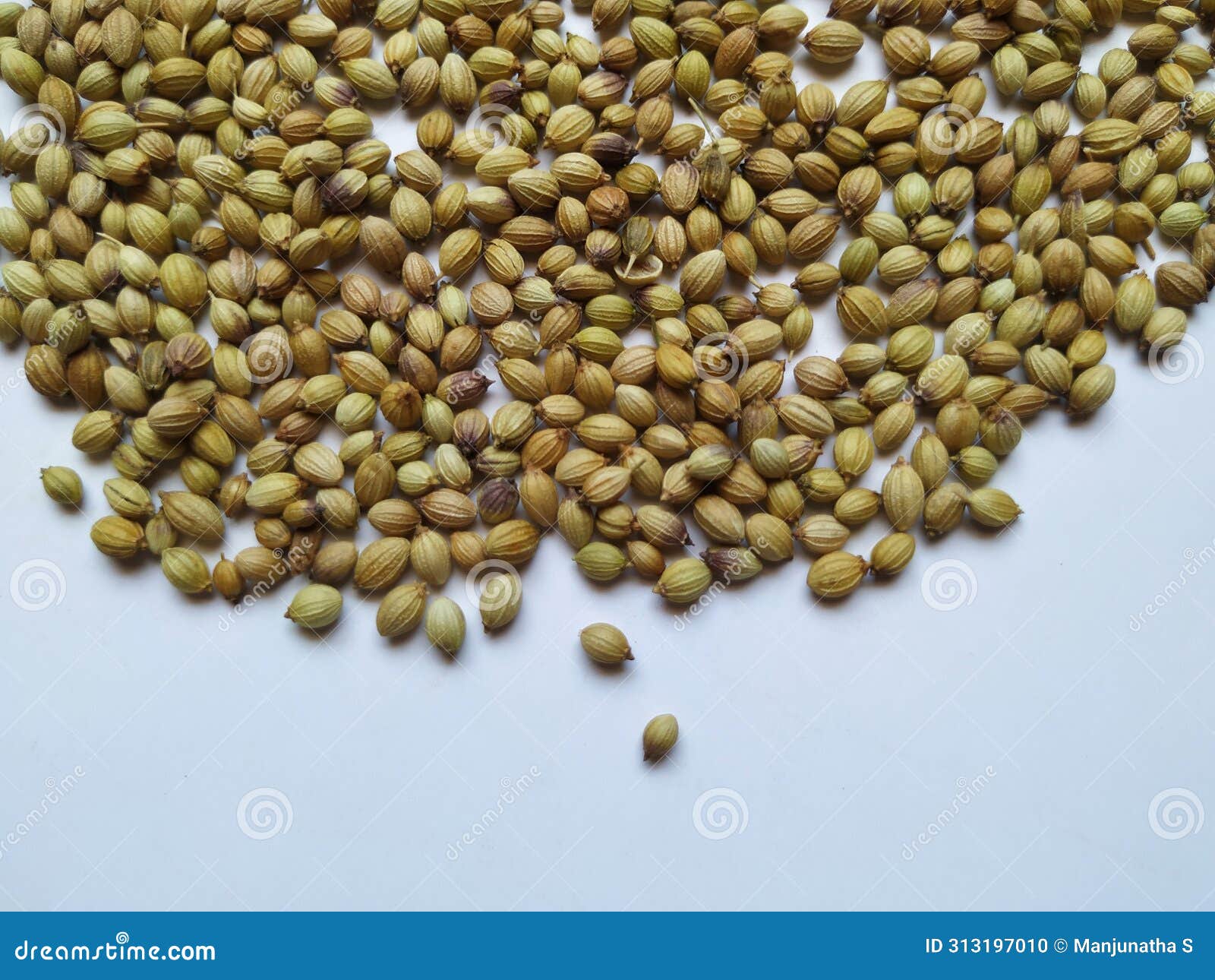 Texture of Dhaniya Seeds. Heap of a Coriander or Dhania Seeds in a ...