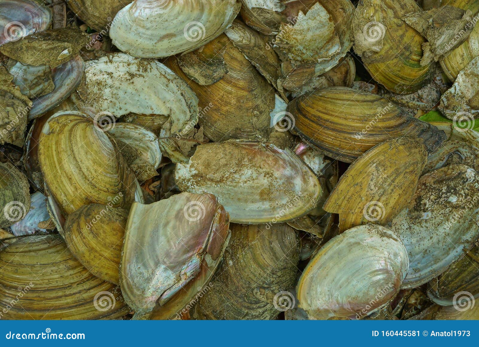 Texture from Dirty Gray Brown River Shells Stock Image - Image of macro ...
