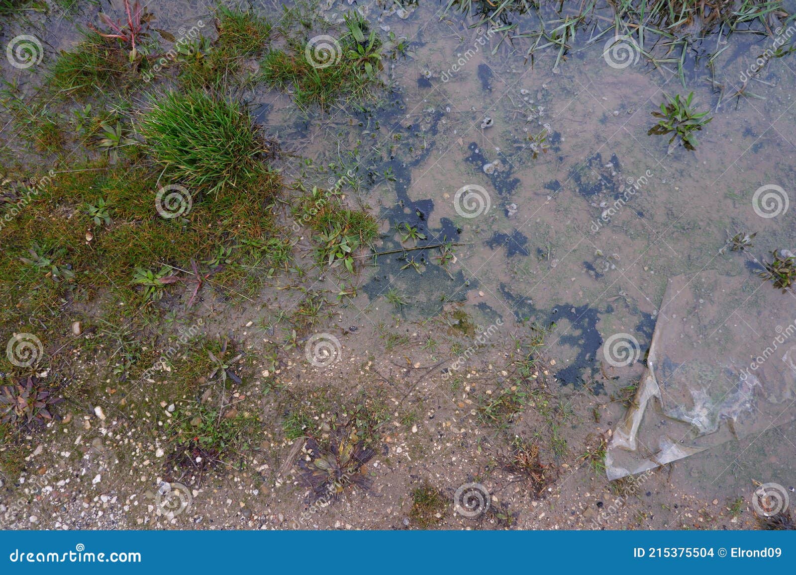 Texture of a dirty puddle stock photo. Image of muddy - 215375504