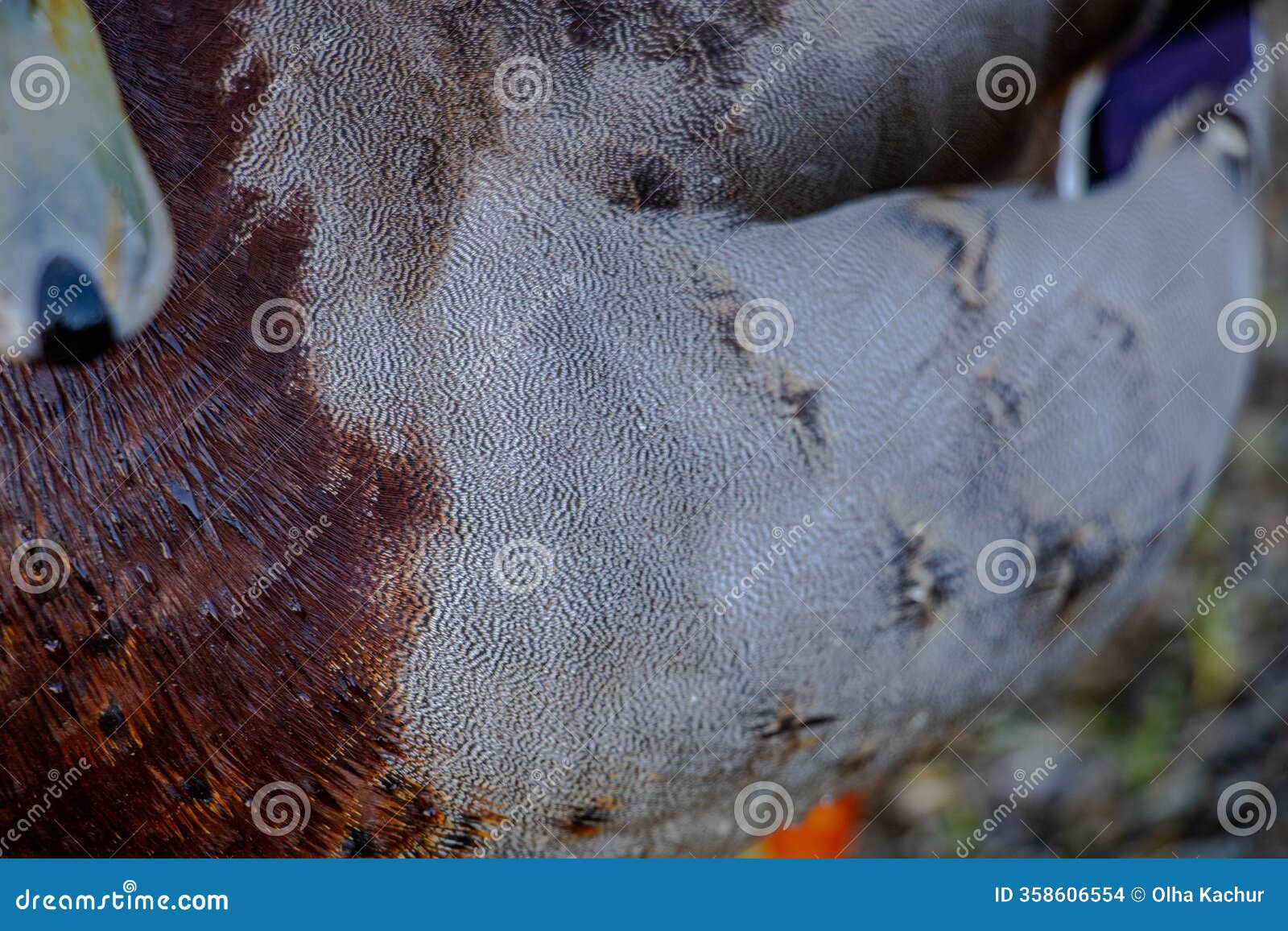 Texture of drake wings stock photo. Image of male, duck - 358606554