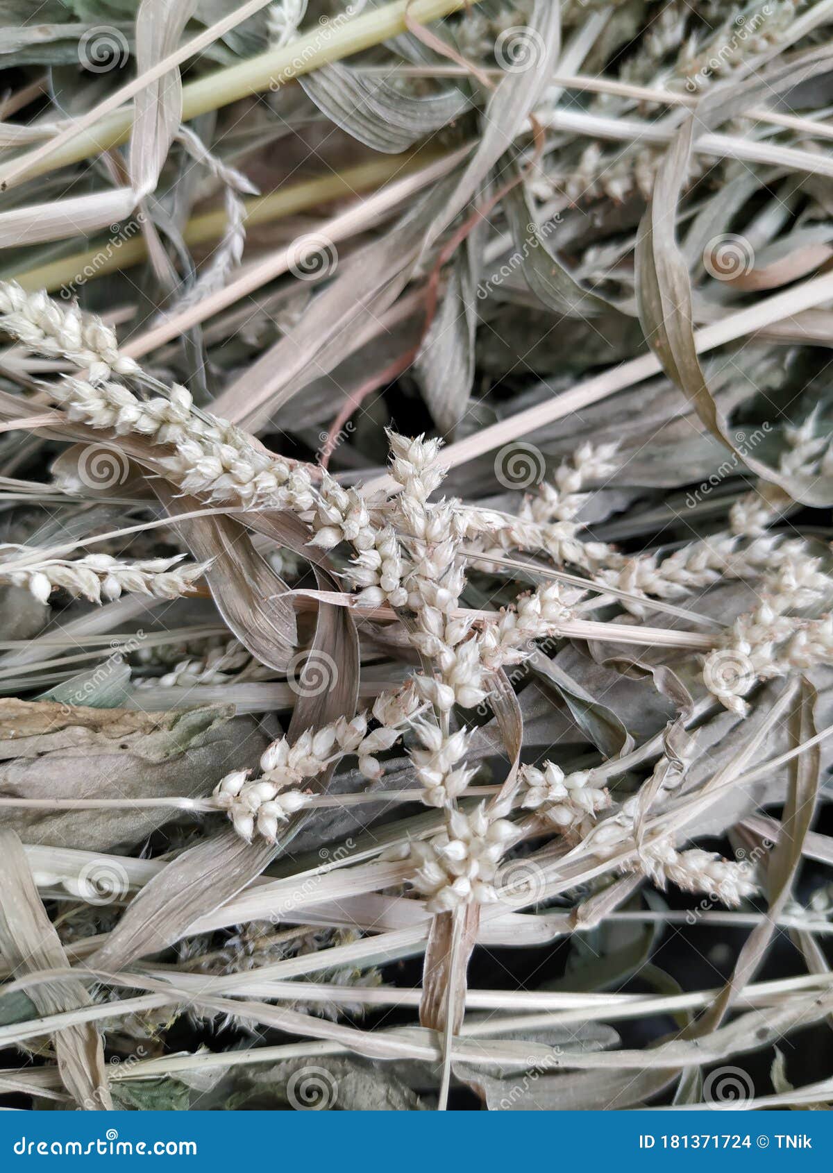 Texture of Dried Herbs. Background Stock Photo - Image of herbs, nature ...