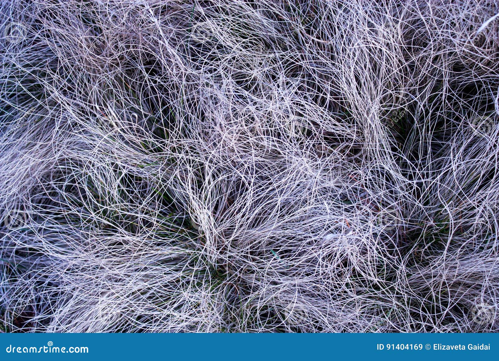 Texture of Dried Last Year`s Grass Patterns Stock Image - Image of ...