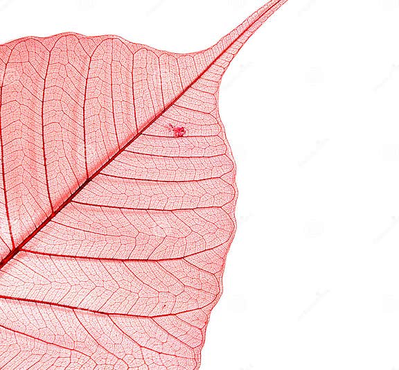 Texture Dried and Stained Peepal Leaf Stock Photo - Image of shape ...