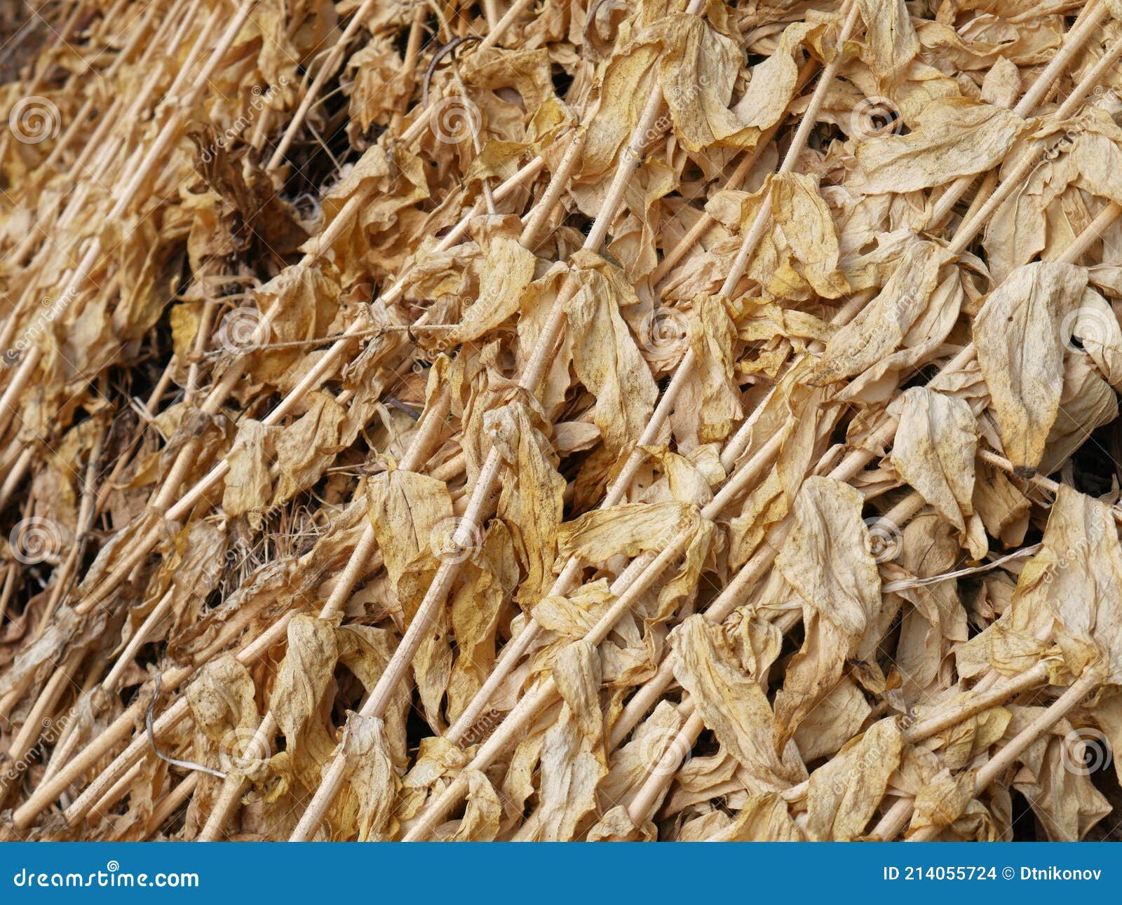 The Texture of Dried Tall Grass is Golden in Color Stock Photo - Image ...