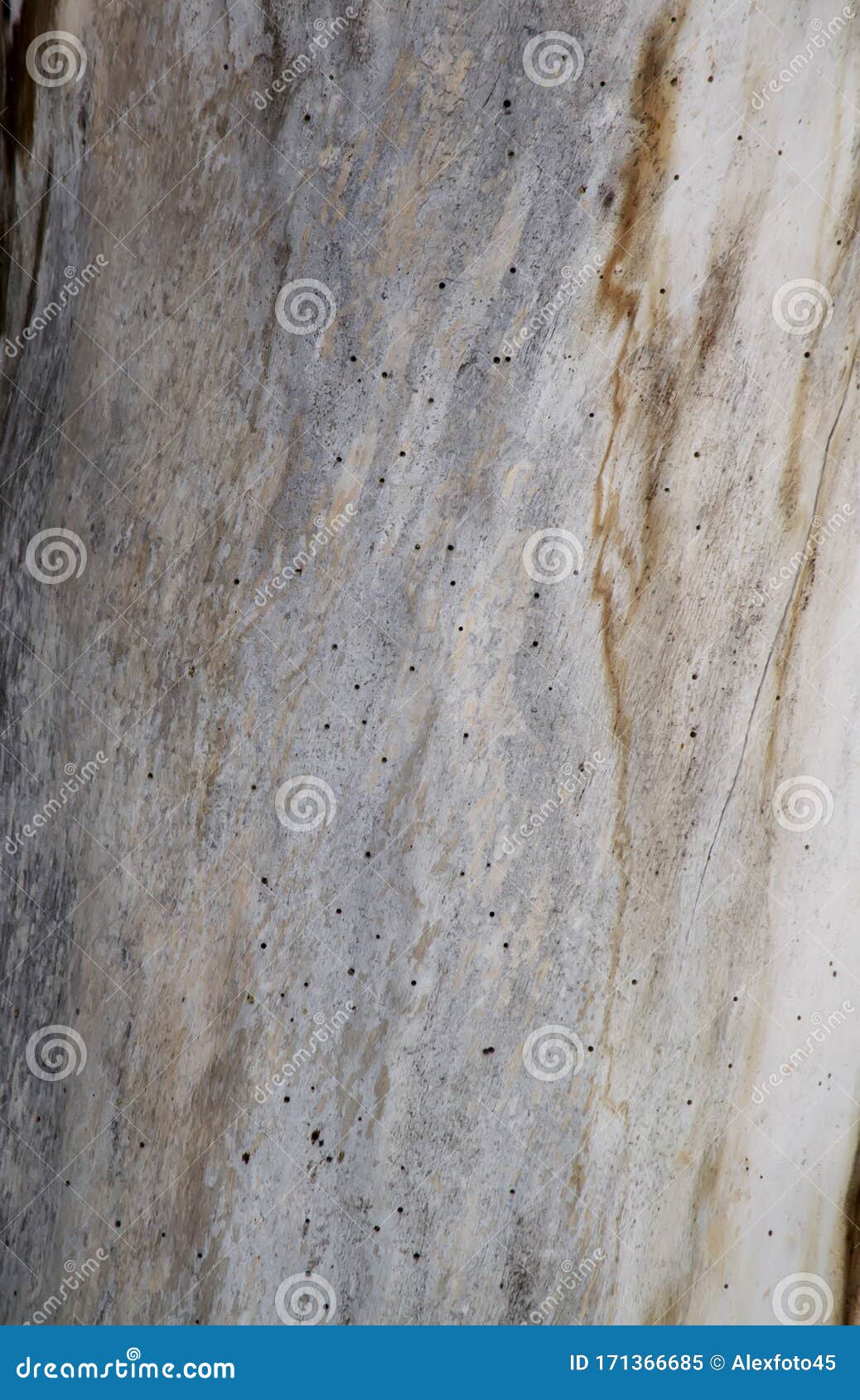 The Texture of a Dried Tree with Black Specks Stock Image - Image of ...