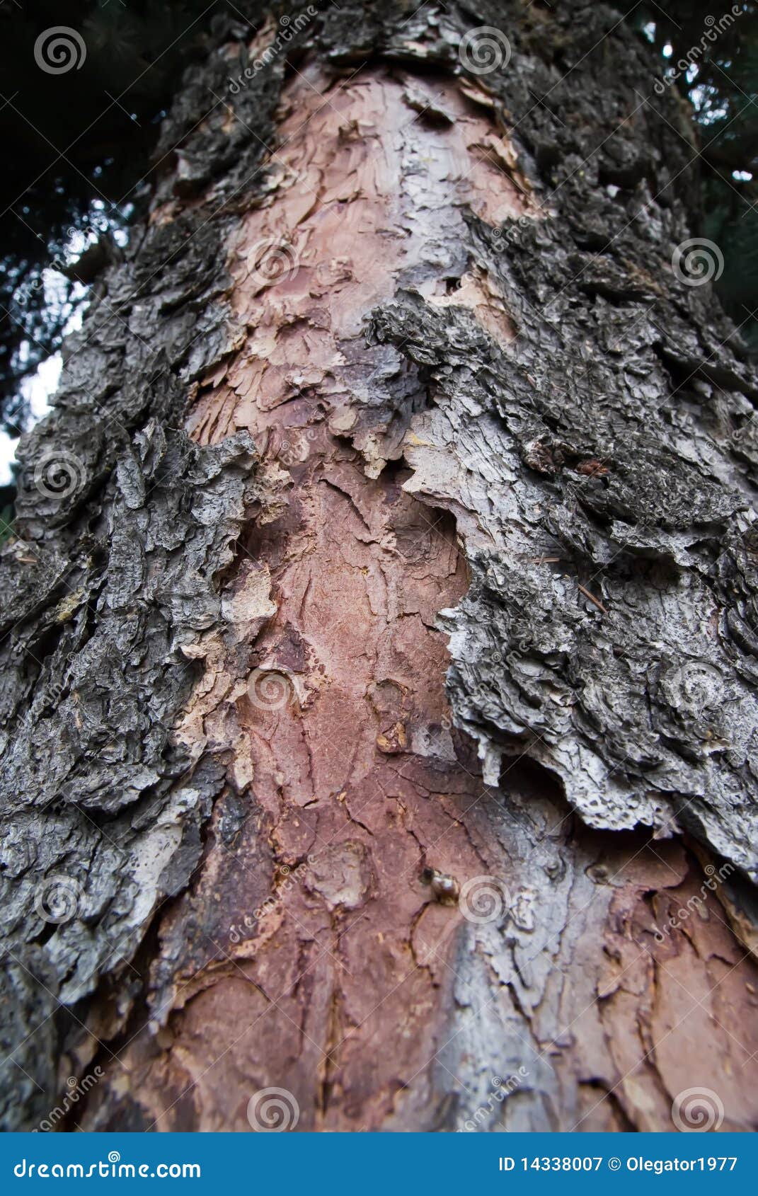 Texture of dry bark stock image. Image of outdoors, tree - 14338007
