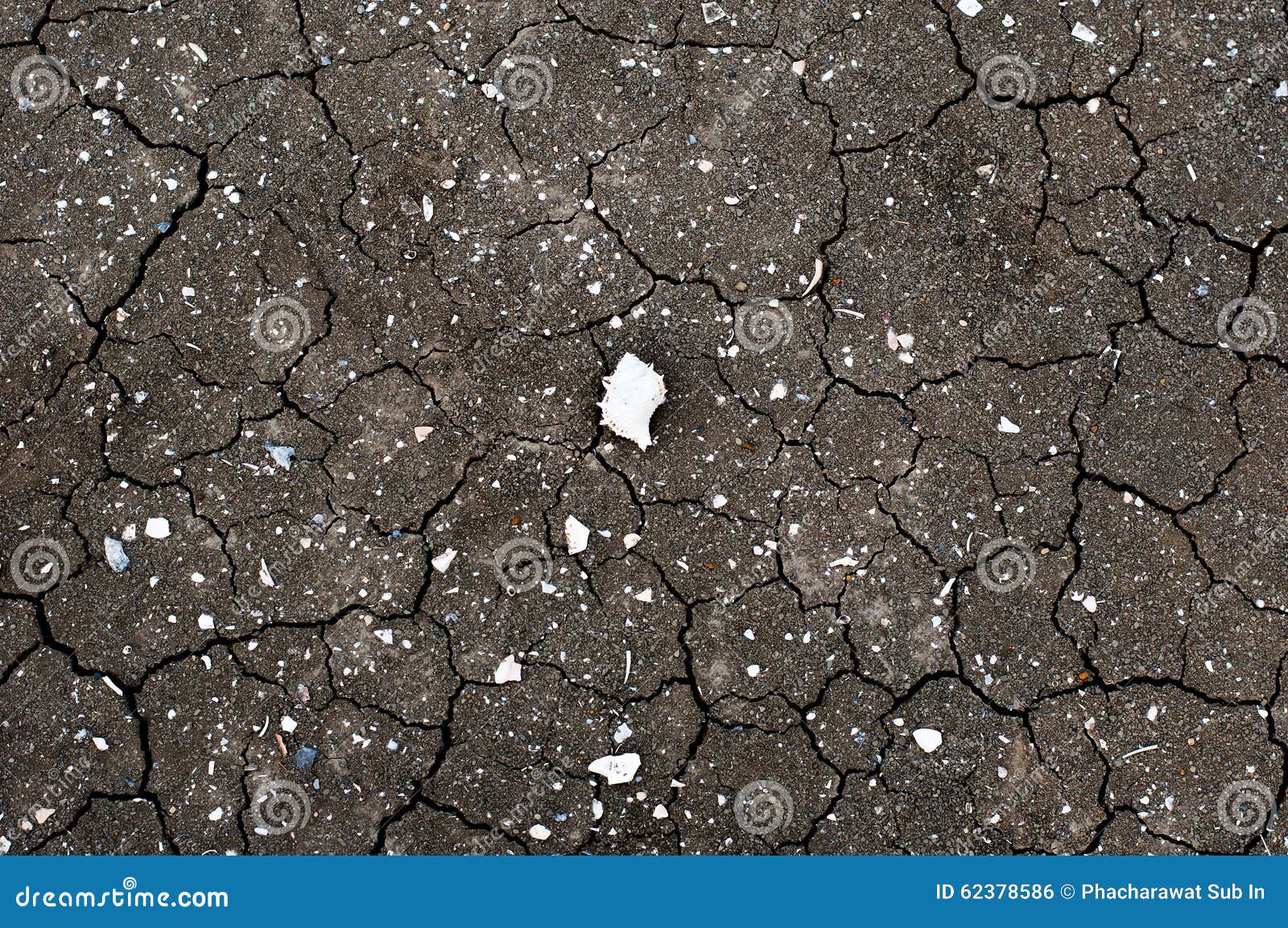 Texture of a Dry and Cracked Gray River Bed with Fossil Shells Stock ...