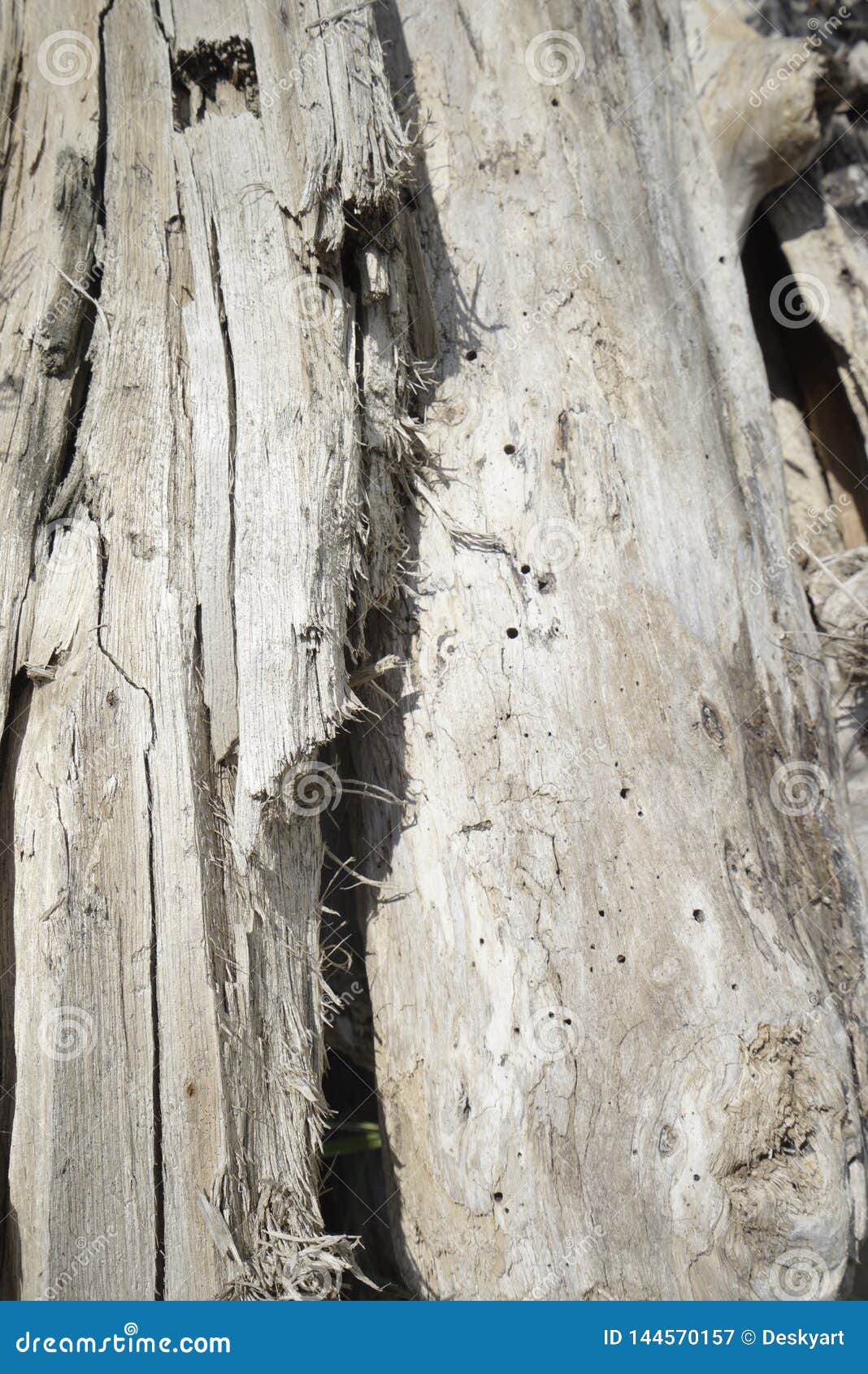 Texture of Dry and Dead Stems and Tree Branches Naturally, Isolated on ...