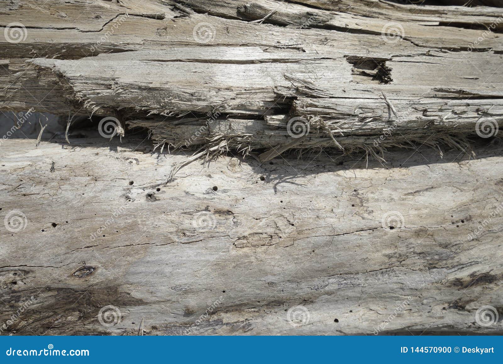 Texture of Dry and Dead Stems and Tree Branches Naturally, Isolated on ...