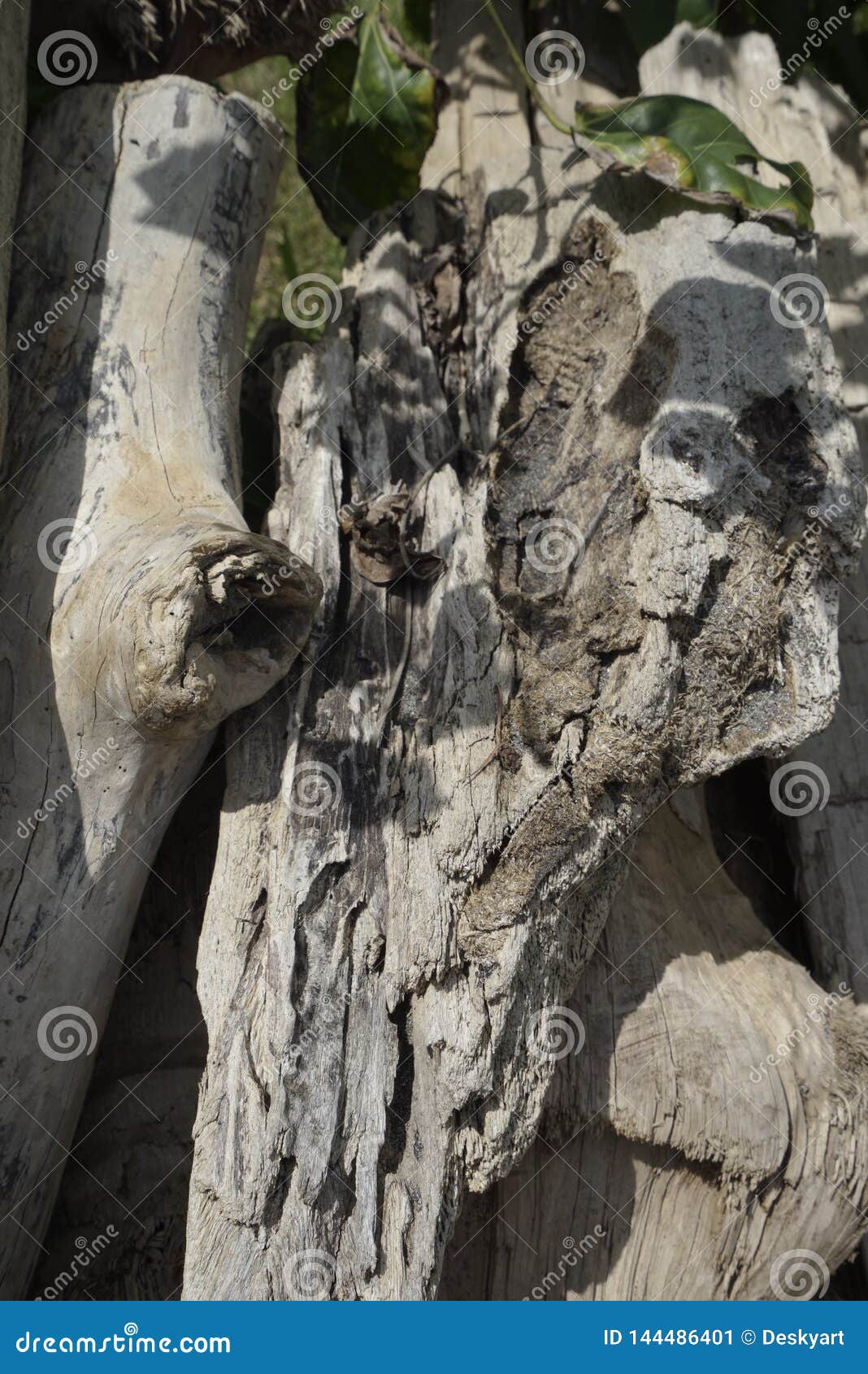 Texture of Dry and Dead Stems and Tree Branches Naturally, on Green ...